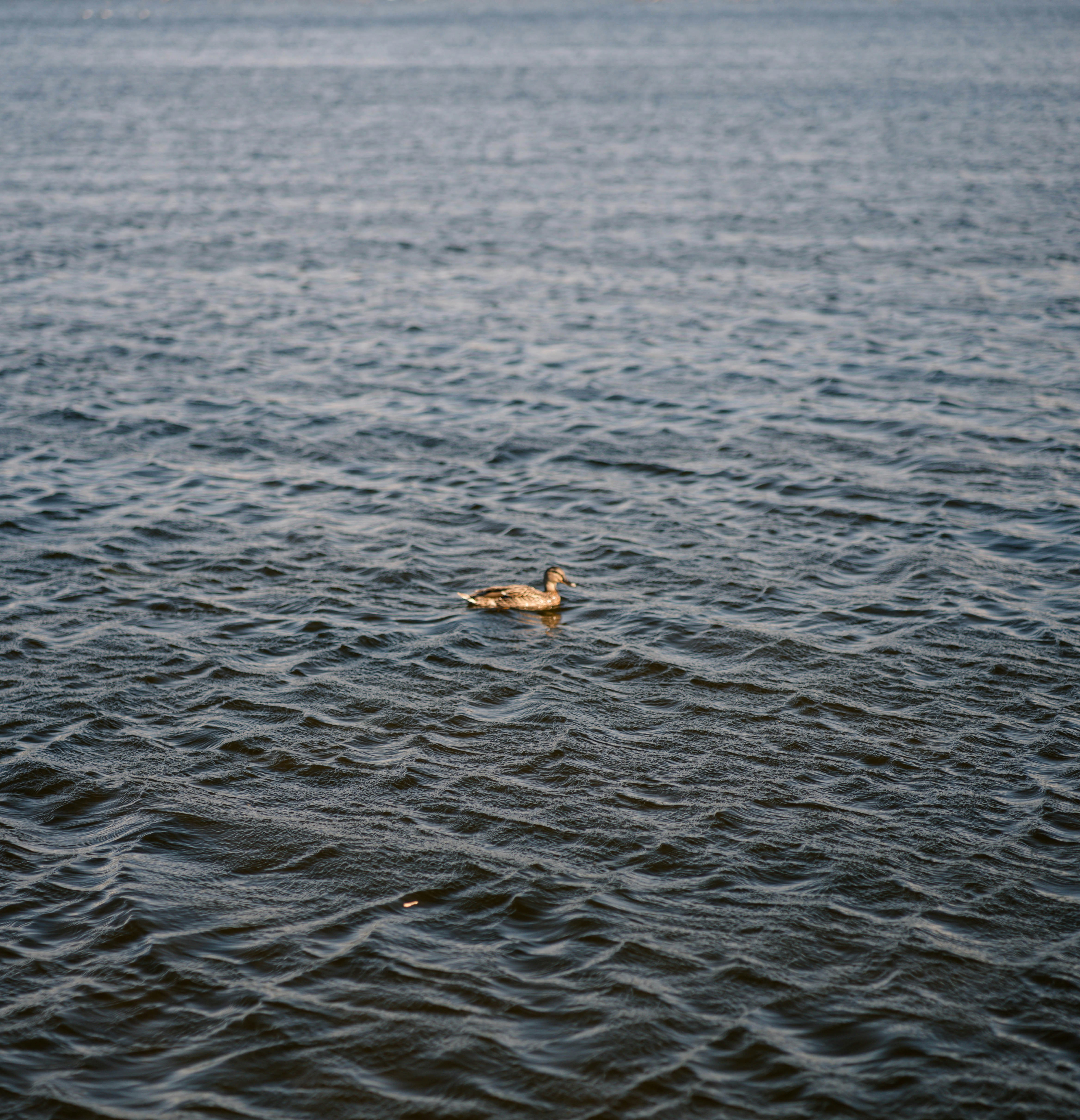 A single duck swims on rippling water