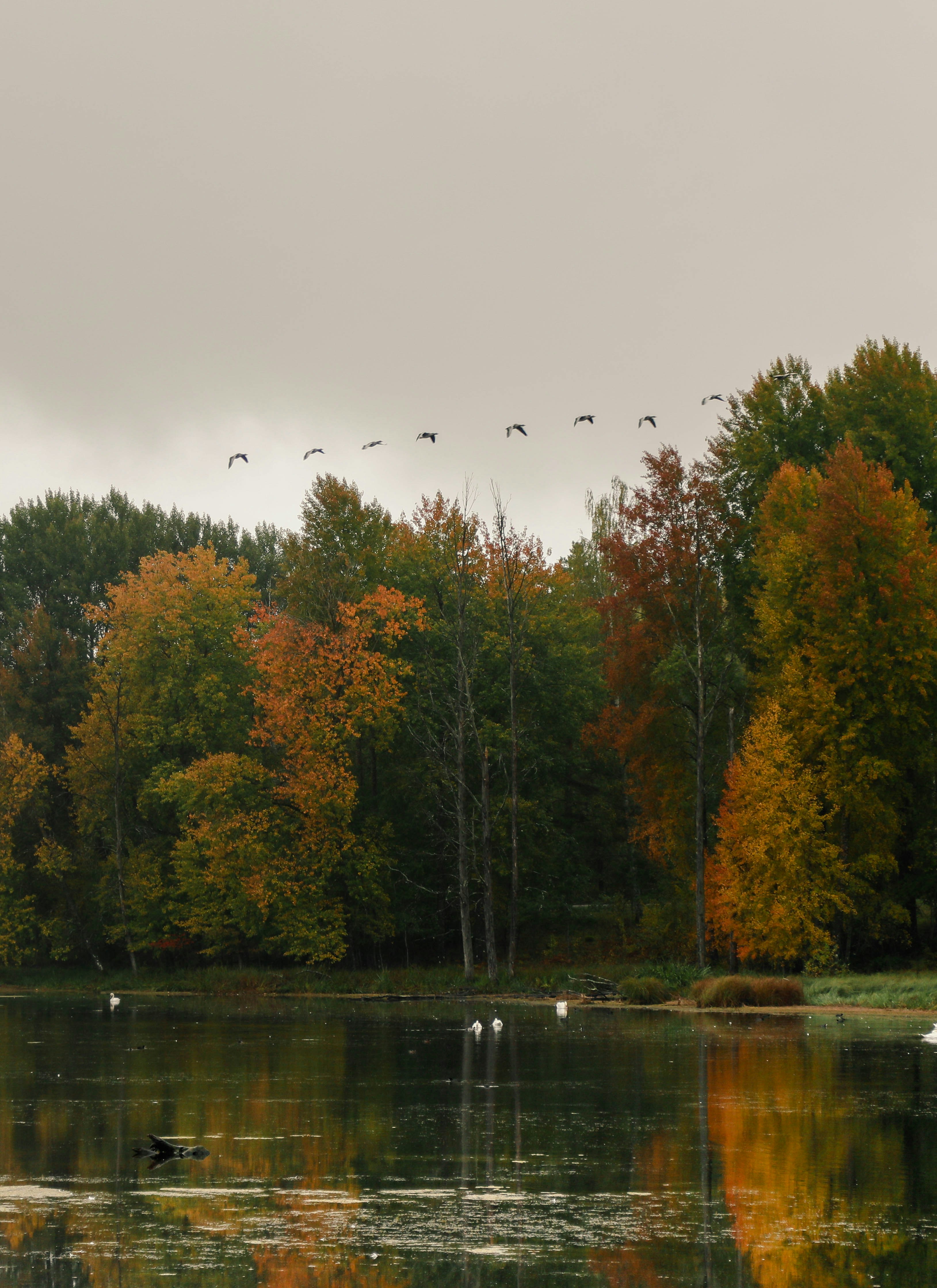 Autumn's Tranquil Symphony