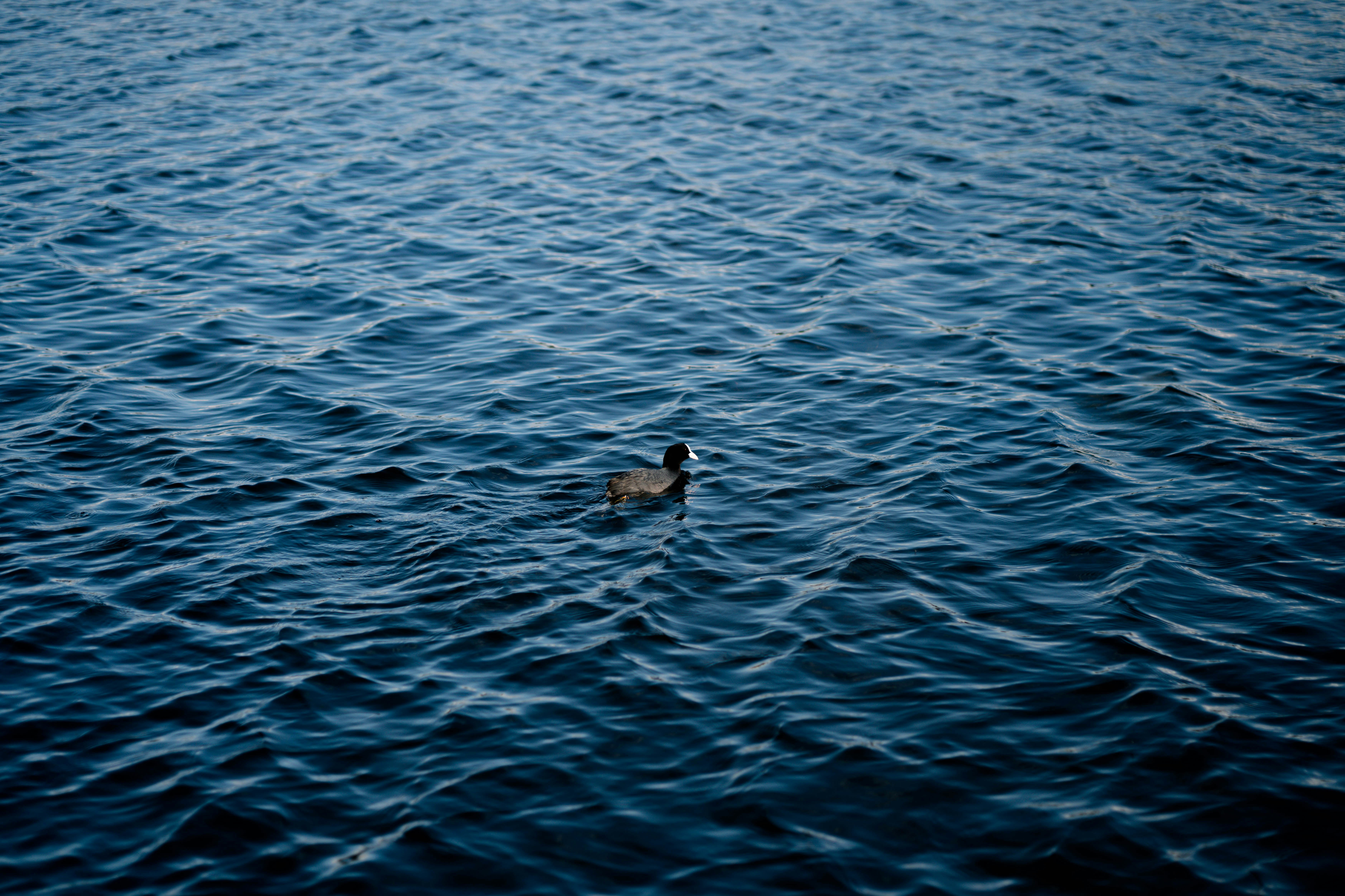 Serene Waters: A Lone Diver's Journey