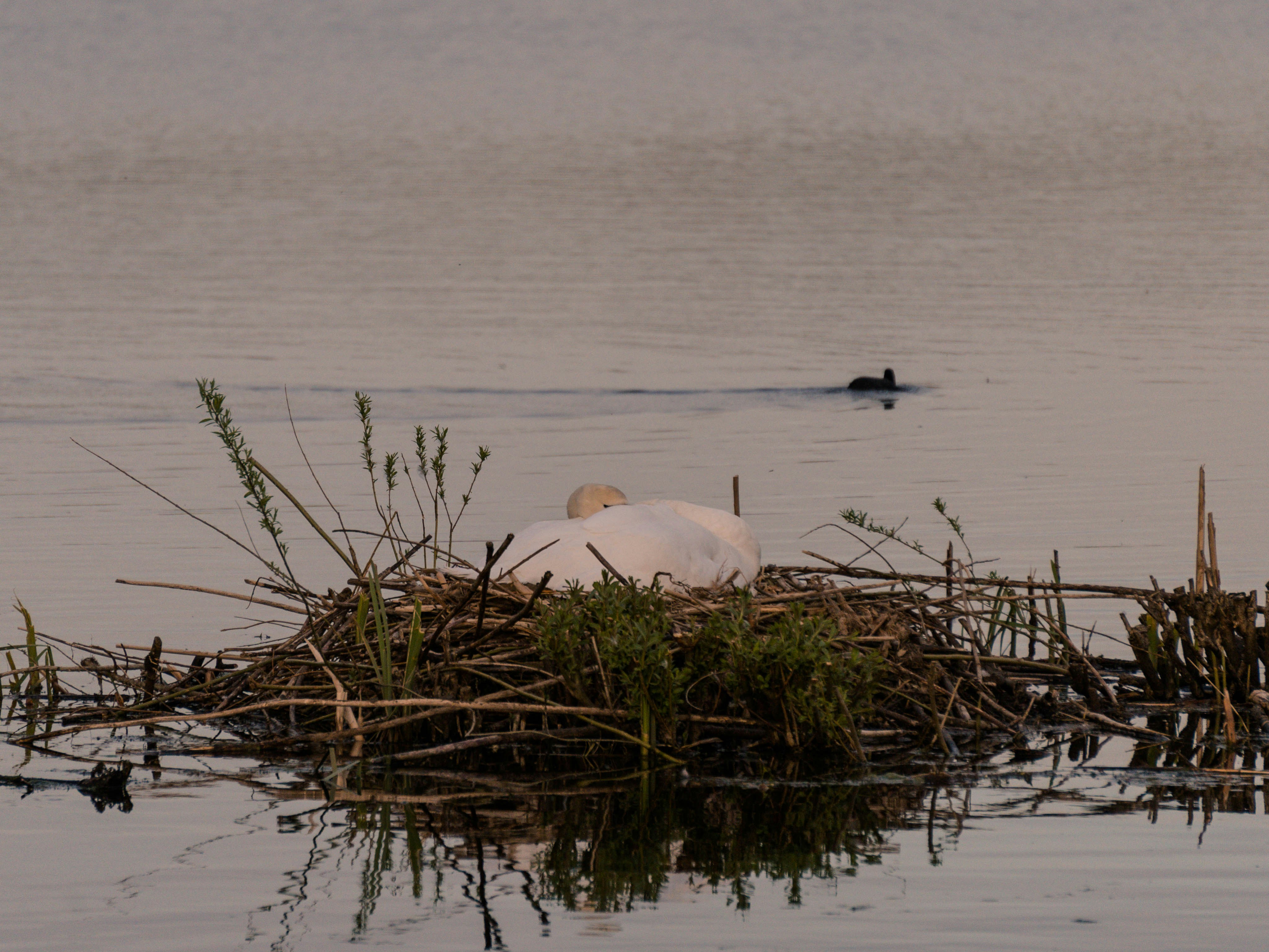 Nestled Tranquility: A Swan's Vigil