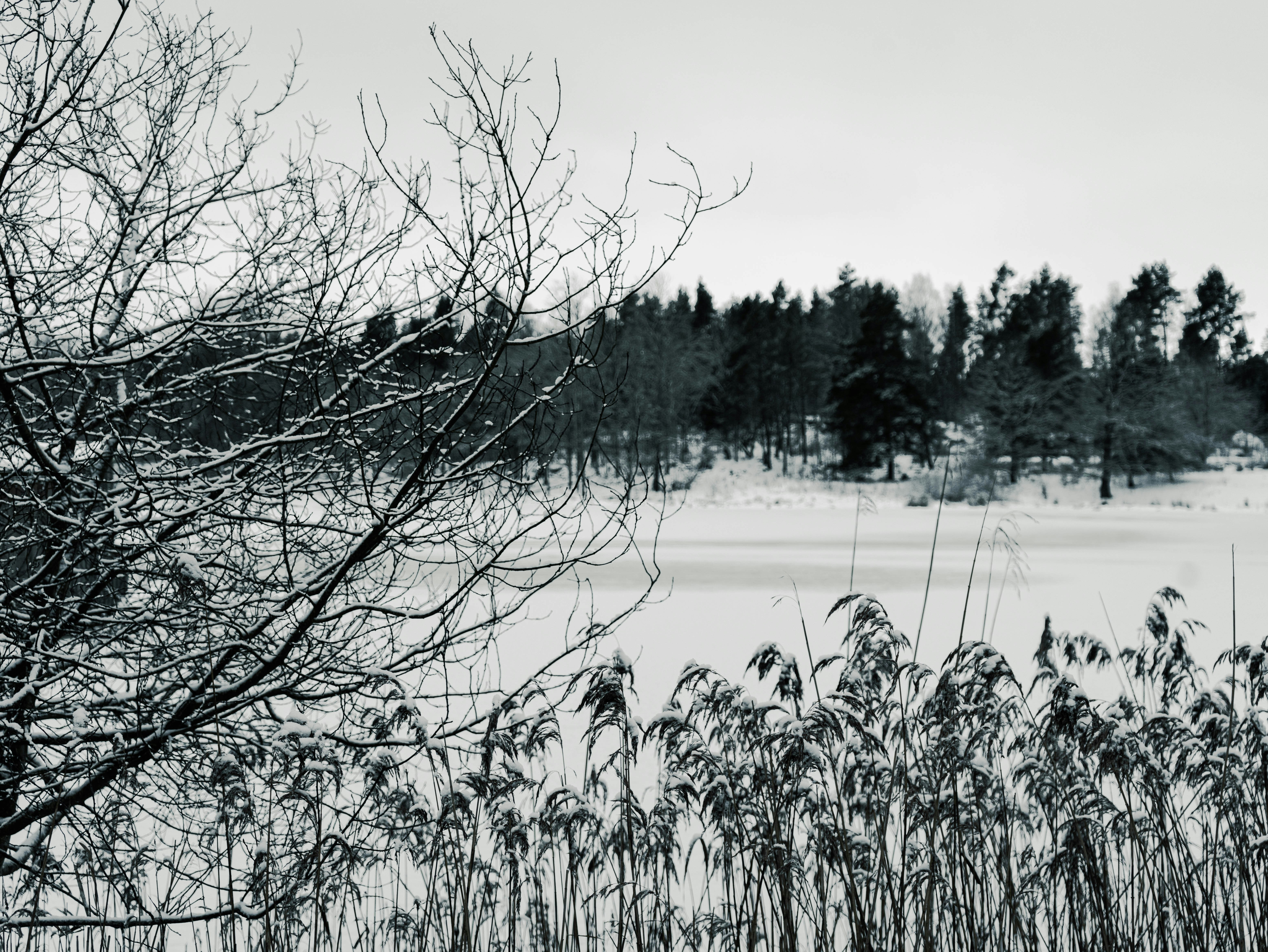 Whispers of Winter: A Frozen Landscape