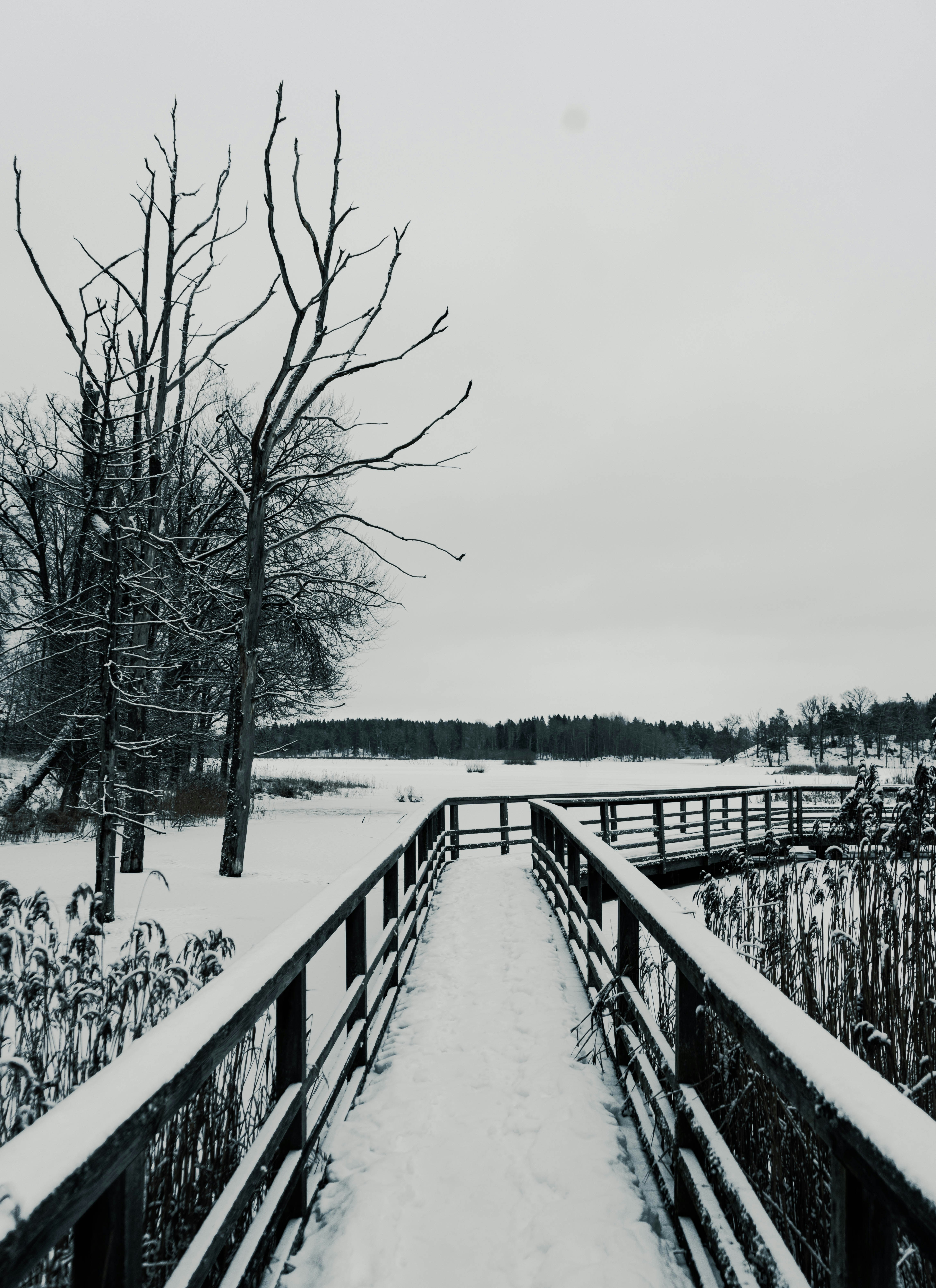 A Winter's Path: Tranquility on the Frozen Walkway
