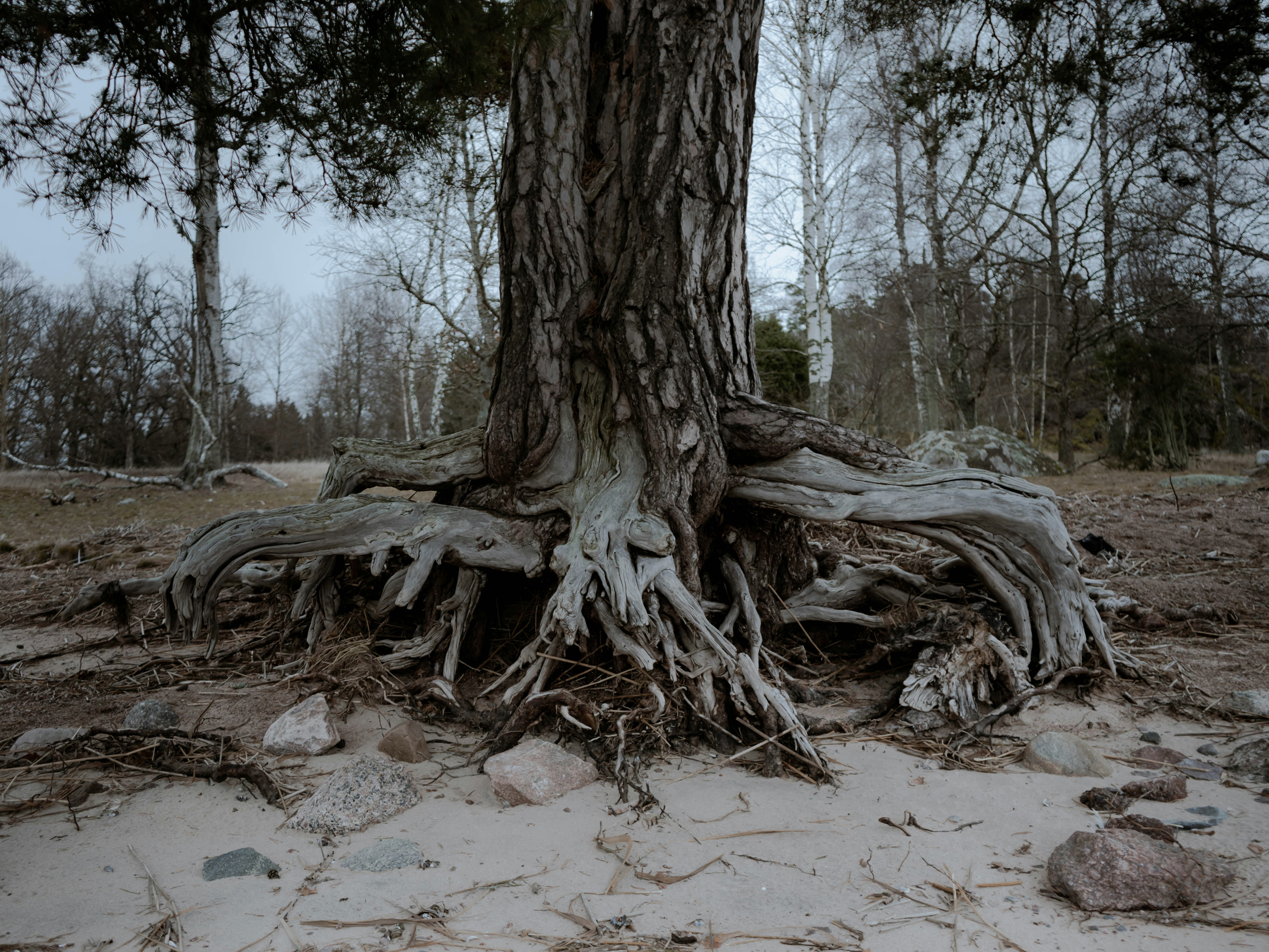 Roots of Resilience: Nature's Tenacity on Display