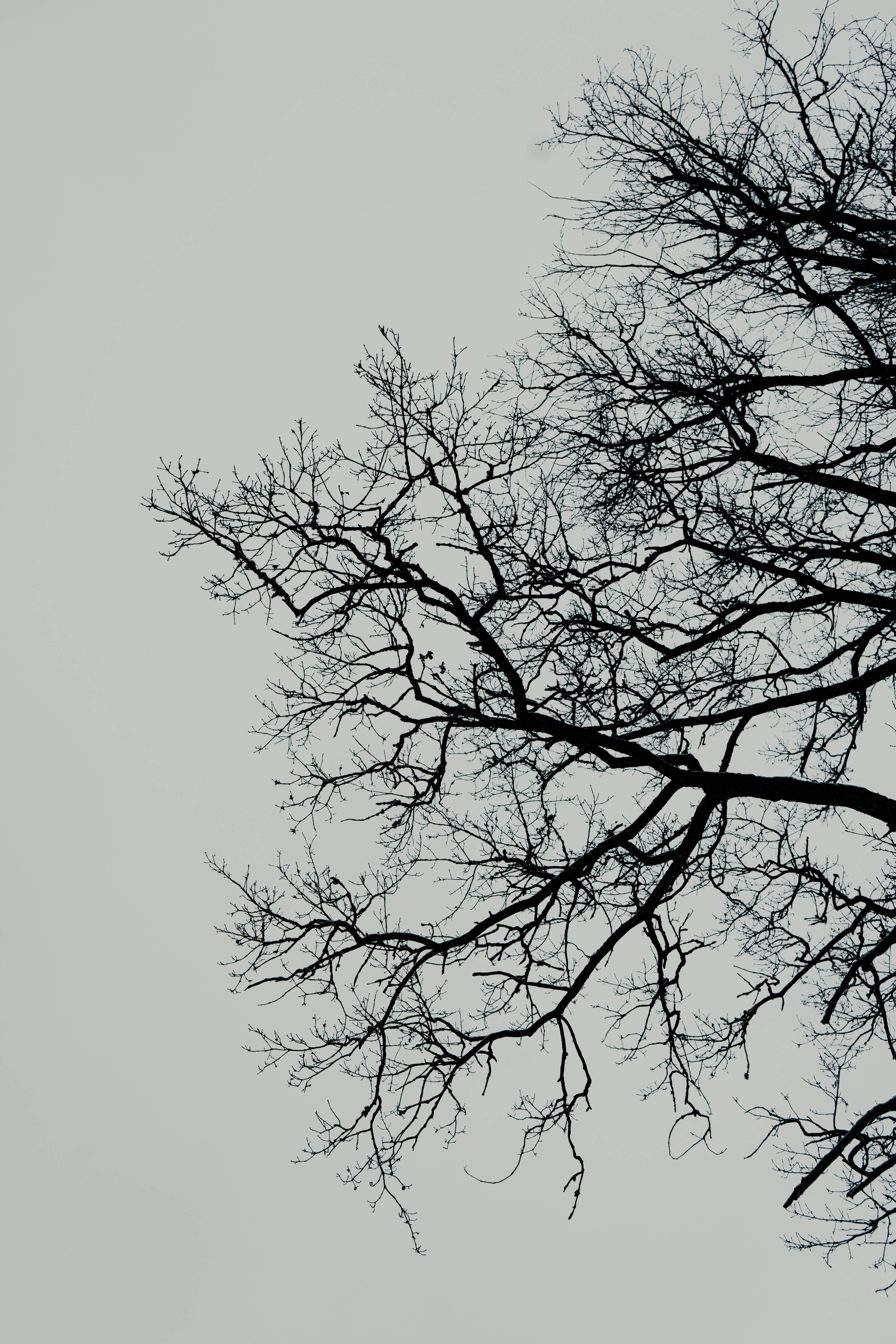 Whispers of Winter: A Tree's Silent Soliloquy