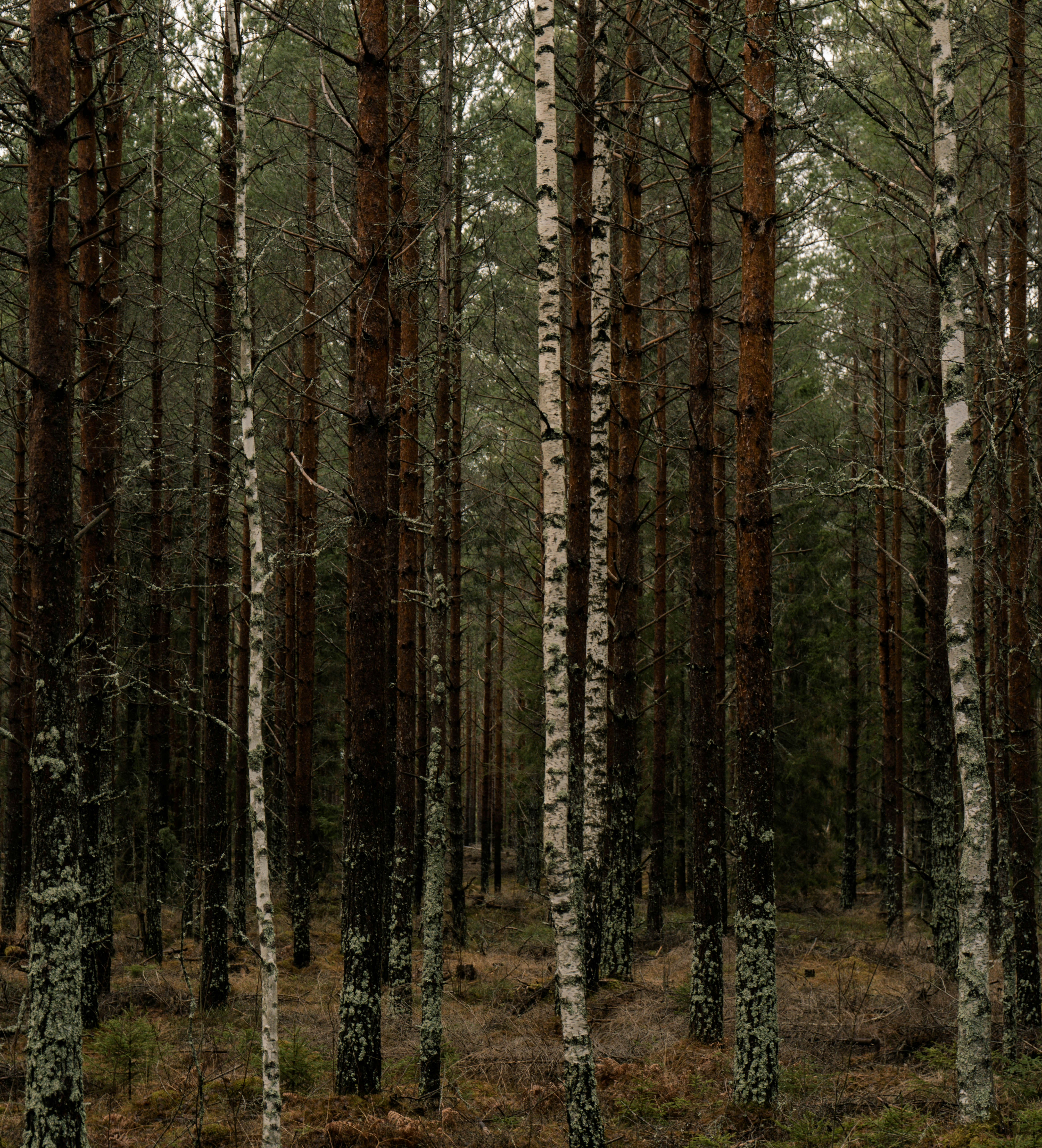 Whispers of the Woodland: A Tranquil Forest Symphony