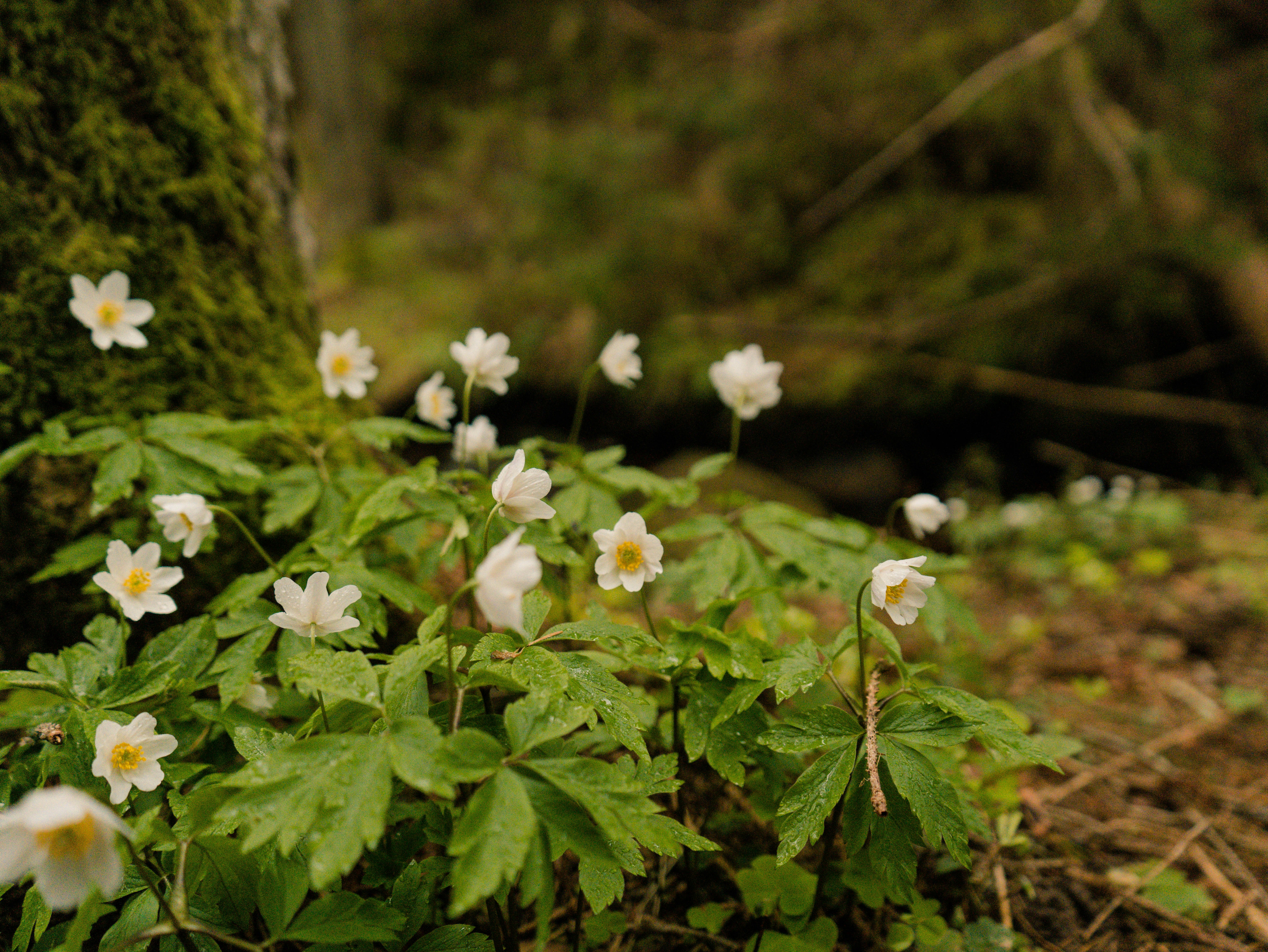Whispers of the Forest Floor