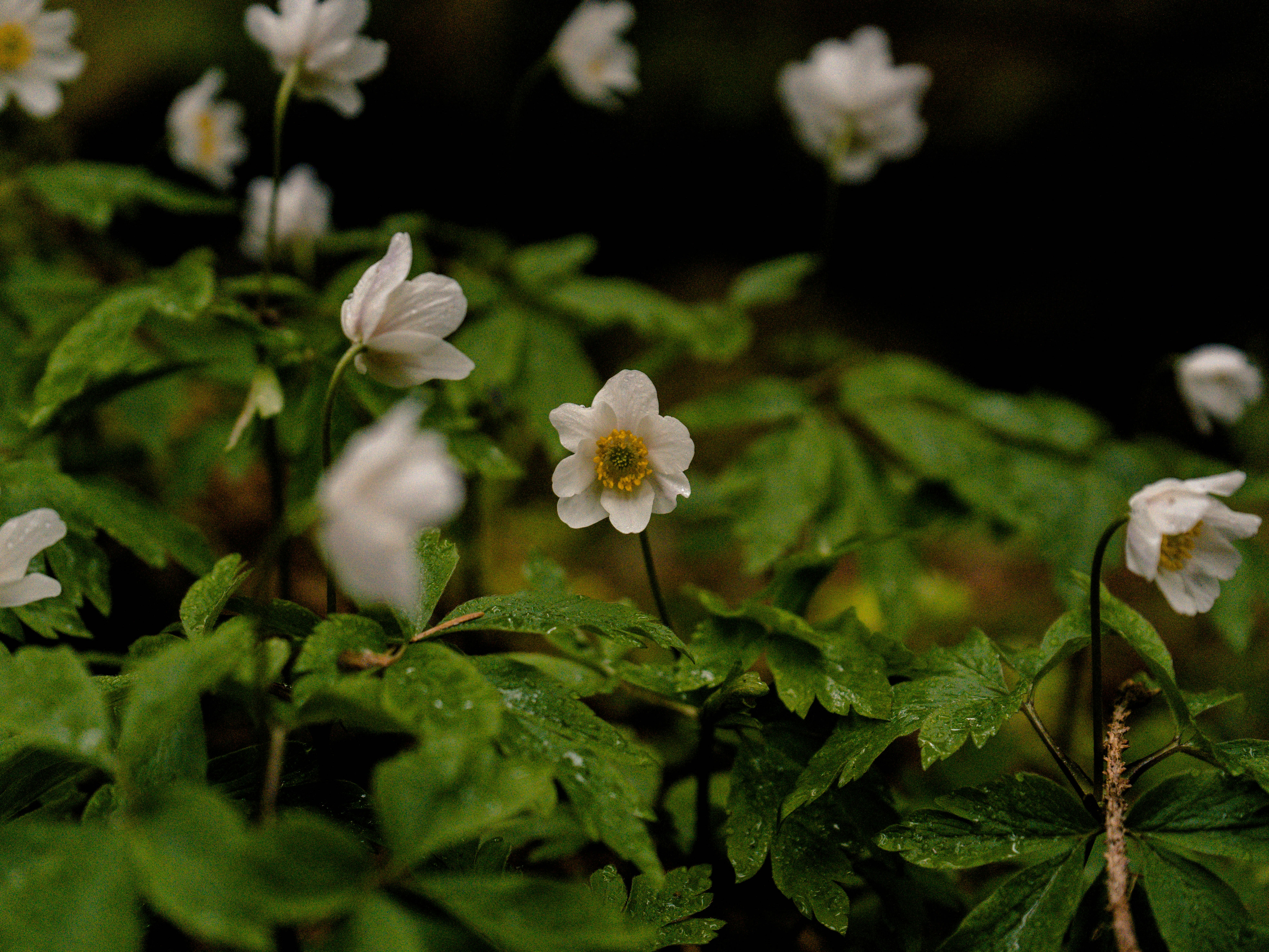 Whispers of Spring: A Delicate Floral Encounter
