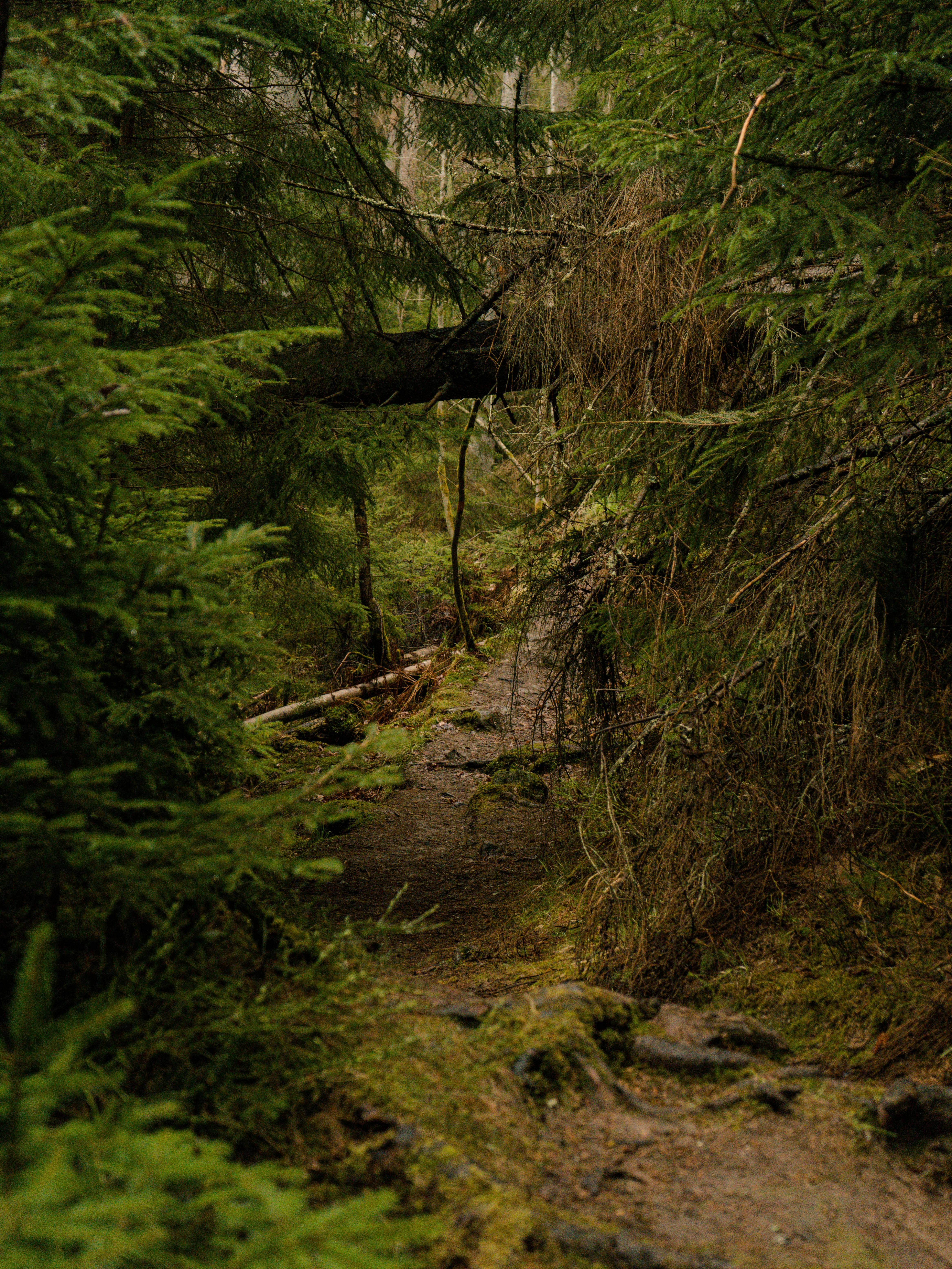 A narrow path winds through a dense, mossy forest.