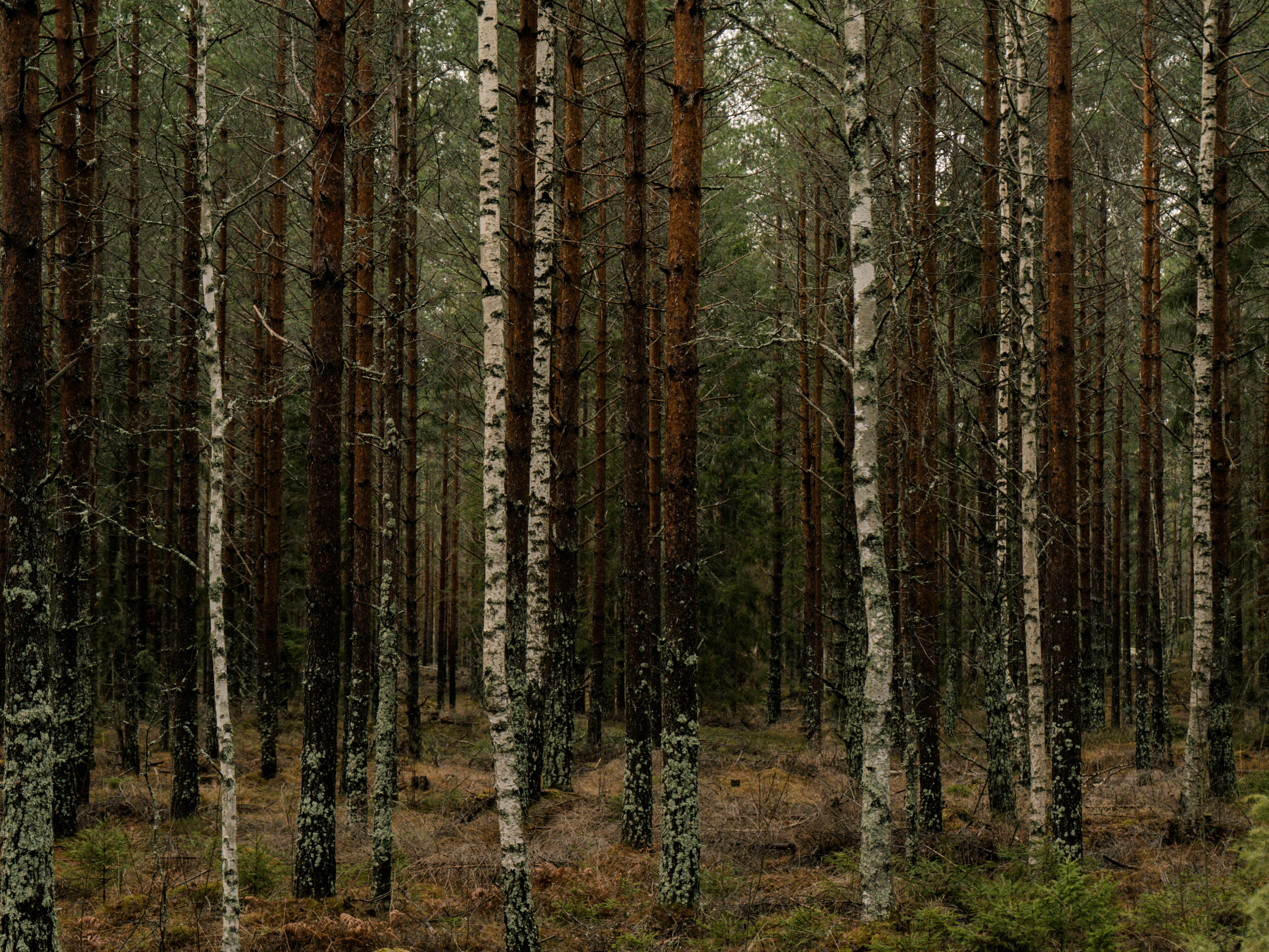 Whispers of the Woodland