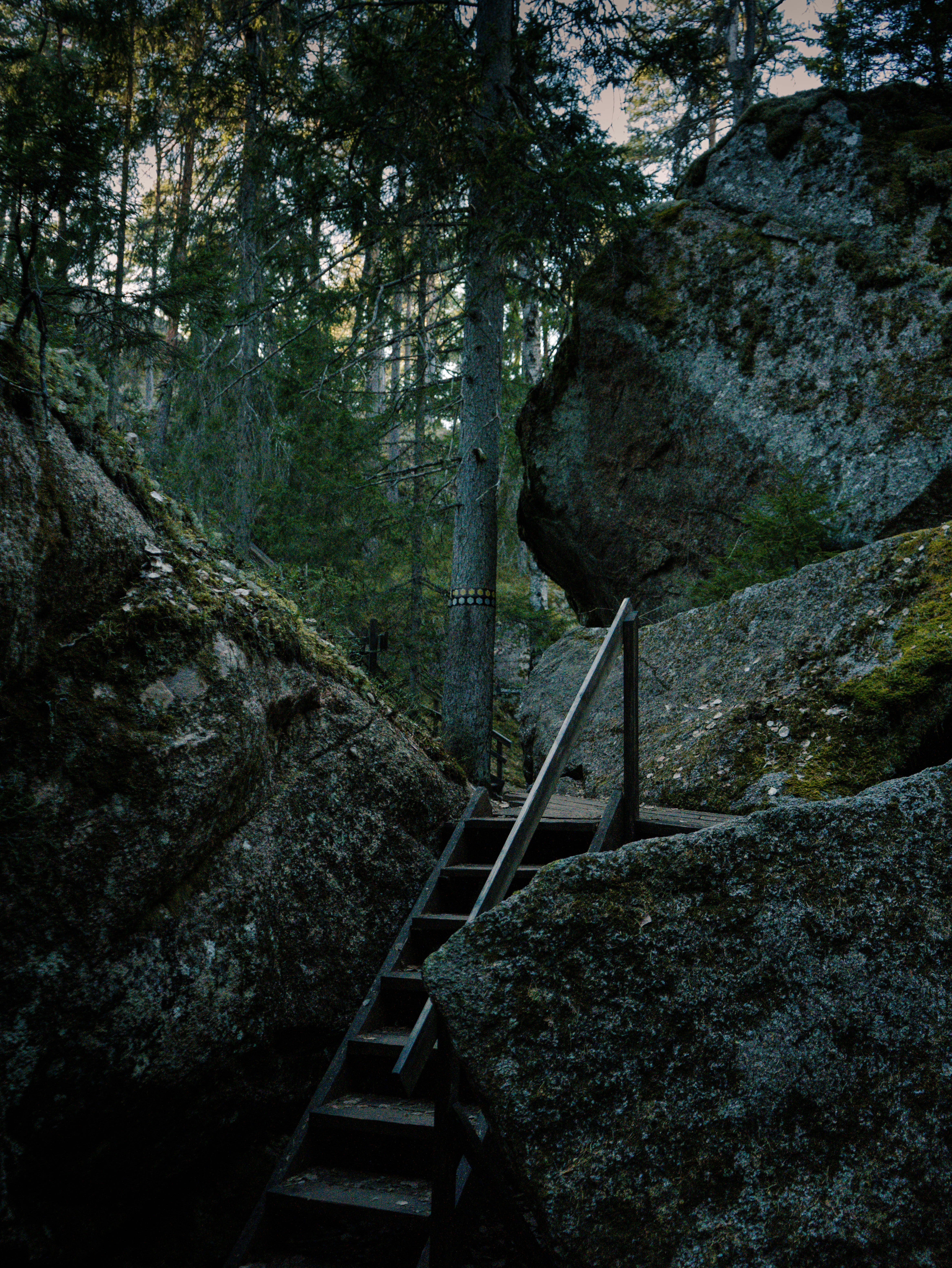 Pathway Through Ancient Giants
