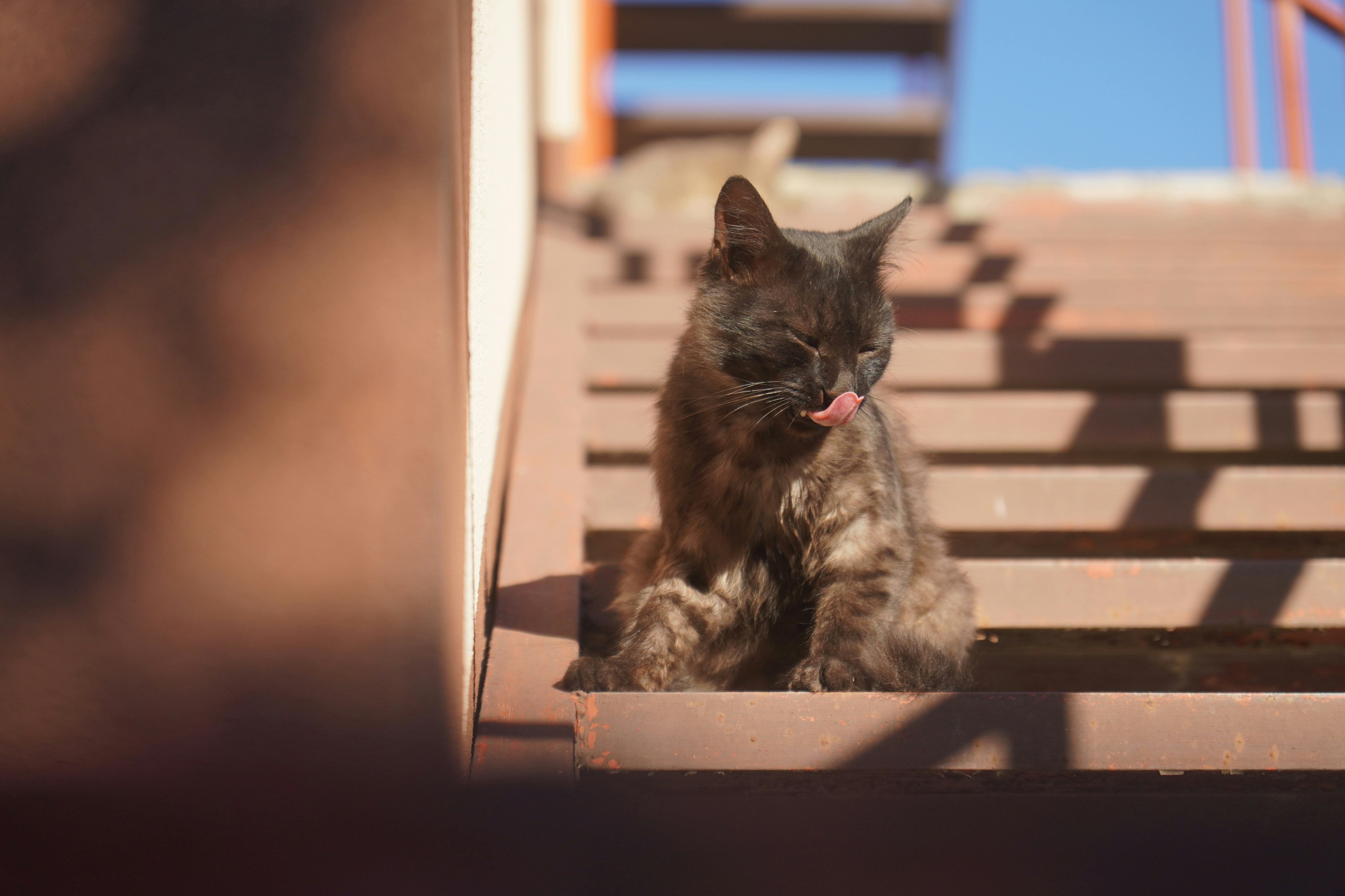 A fluffy black cat sits on metal stairs