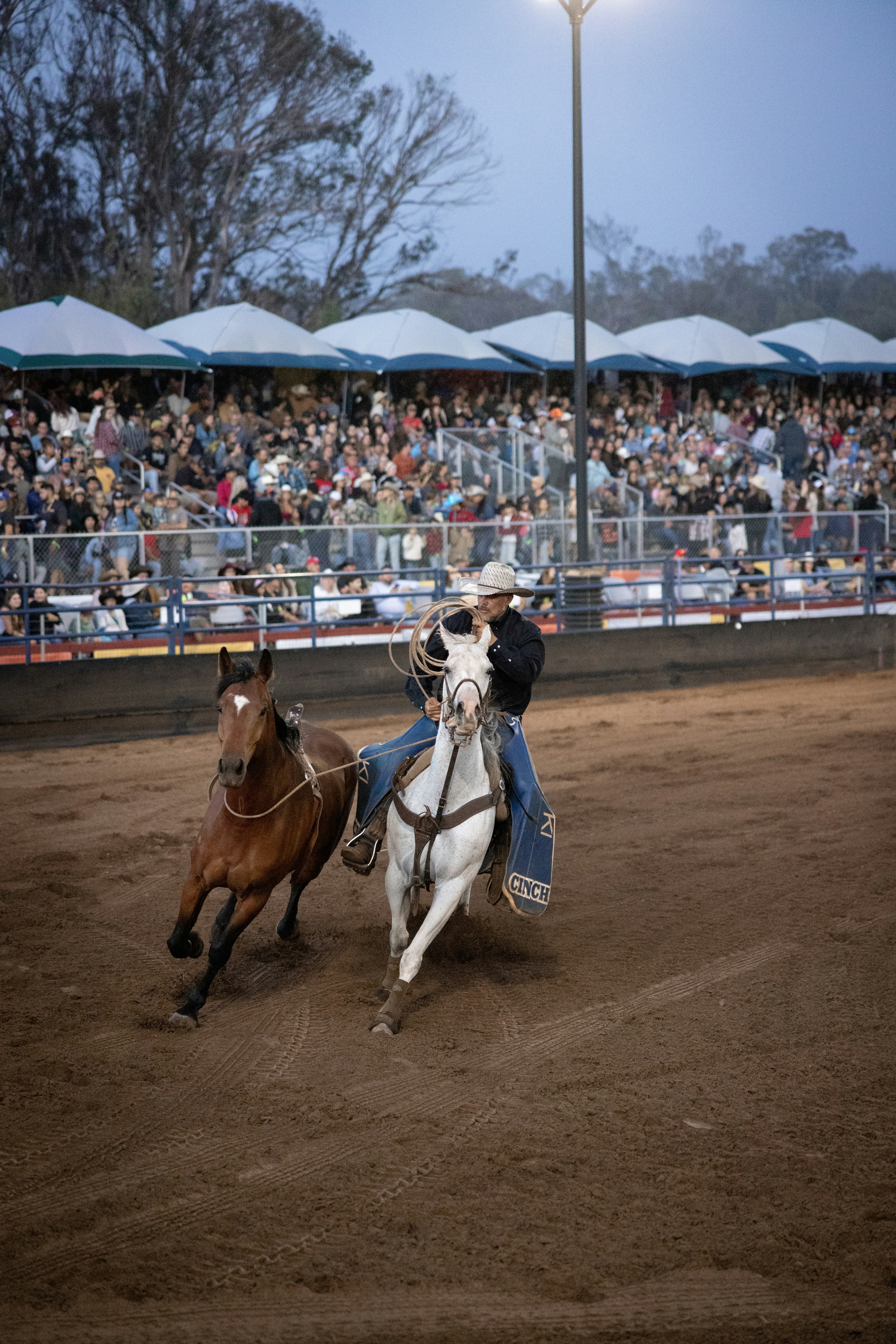 A cowboy skillfully maneuvers on a white horse, chasing a brown horse in a rodeo arena filled with an enthusiastic crowd. The atmosphere is electric as spectators cheer on the thrilling competition.