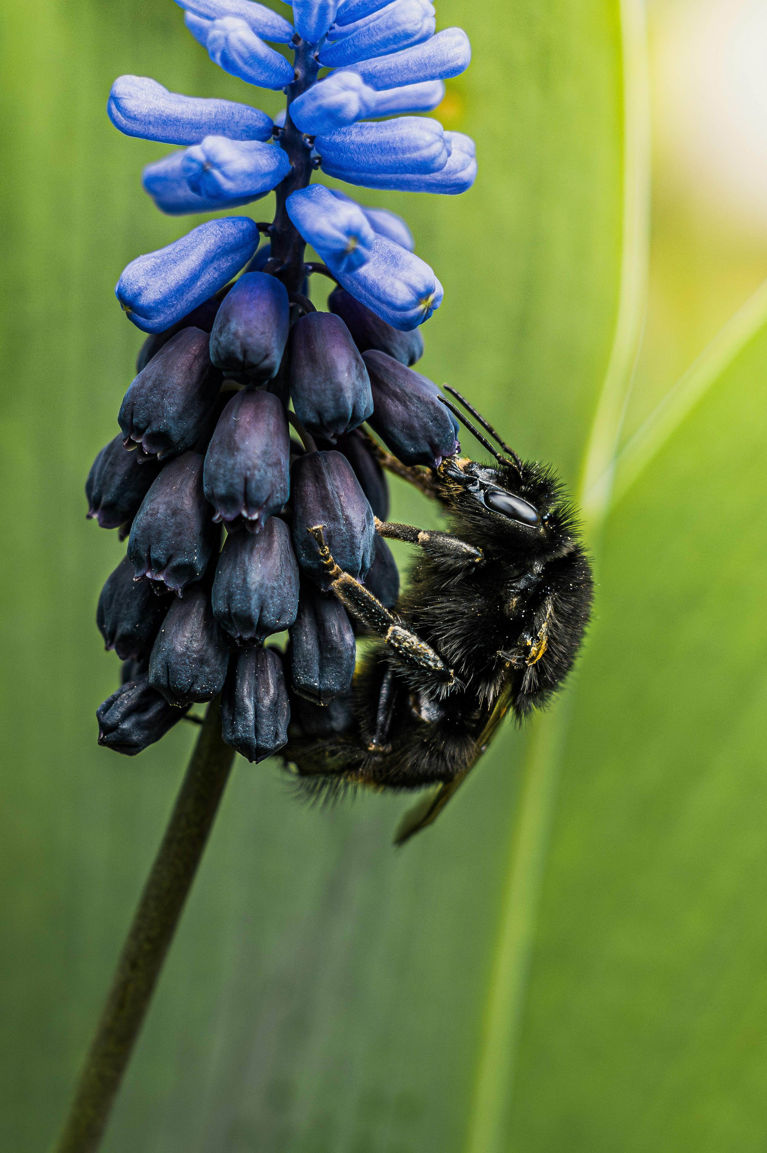 A fuzzy bee collects nectar from a blue flower.