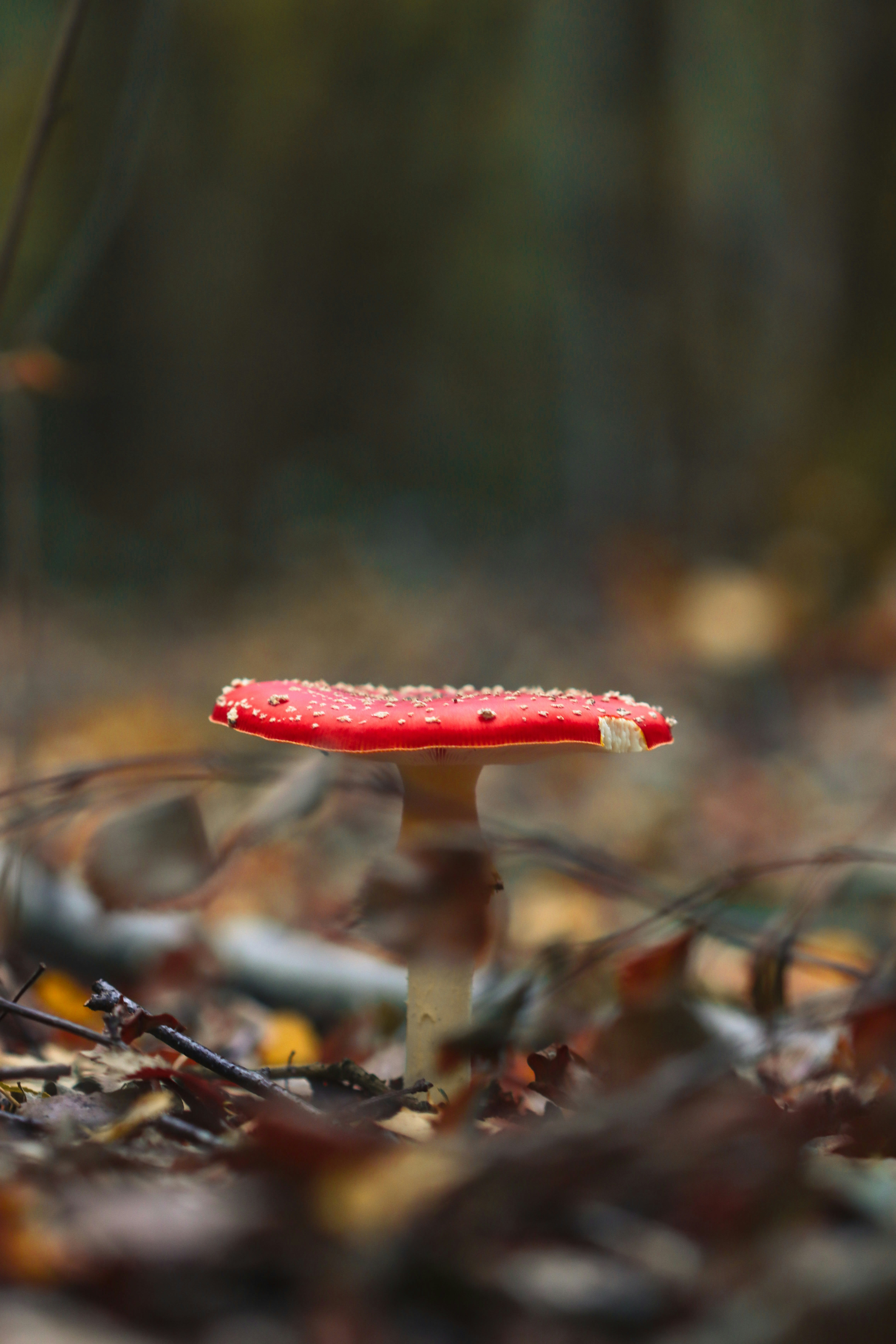 Whimsical Red Cap in a Woodland Realm