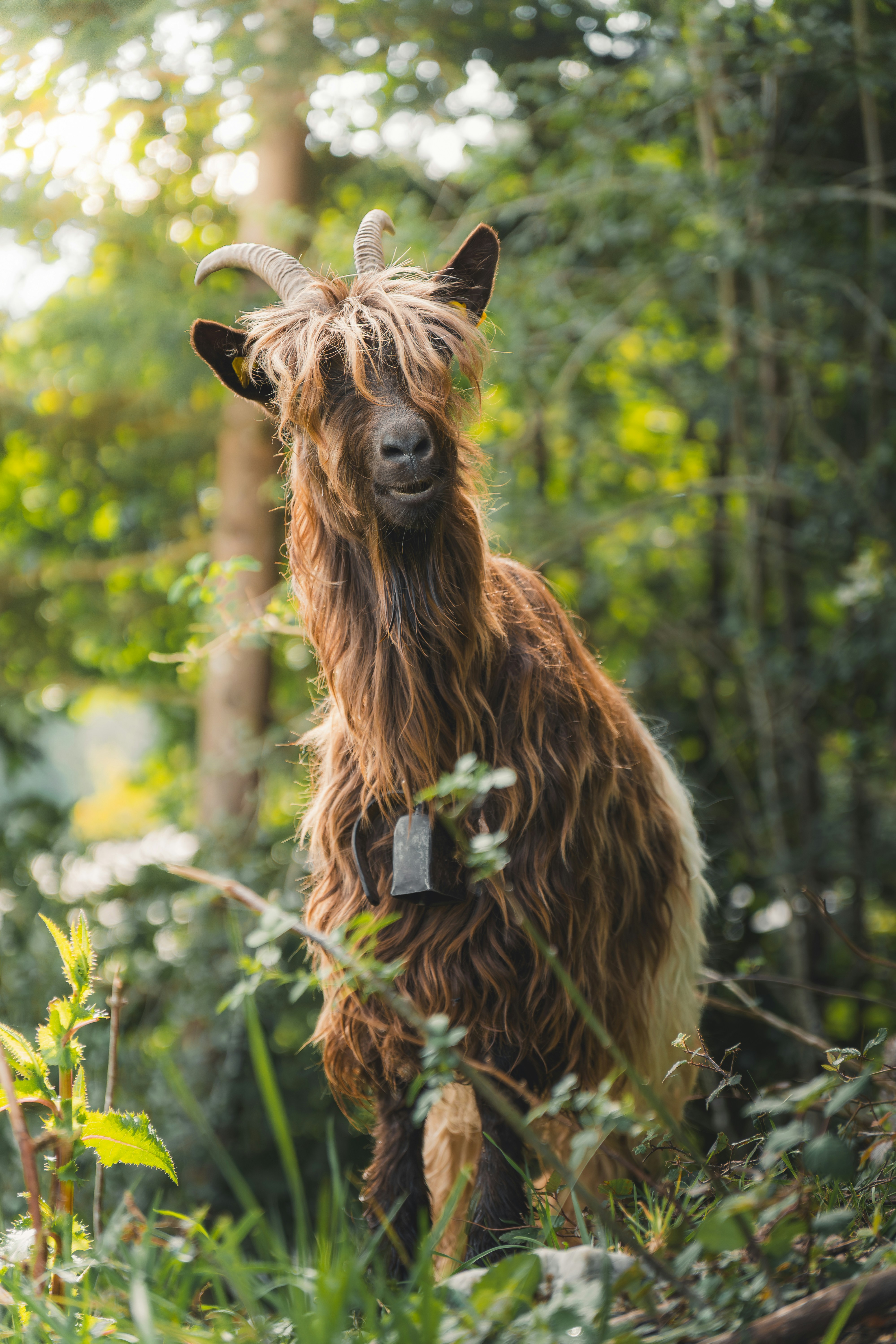A shaggy goat with a bell stands in a forest.