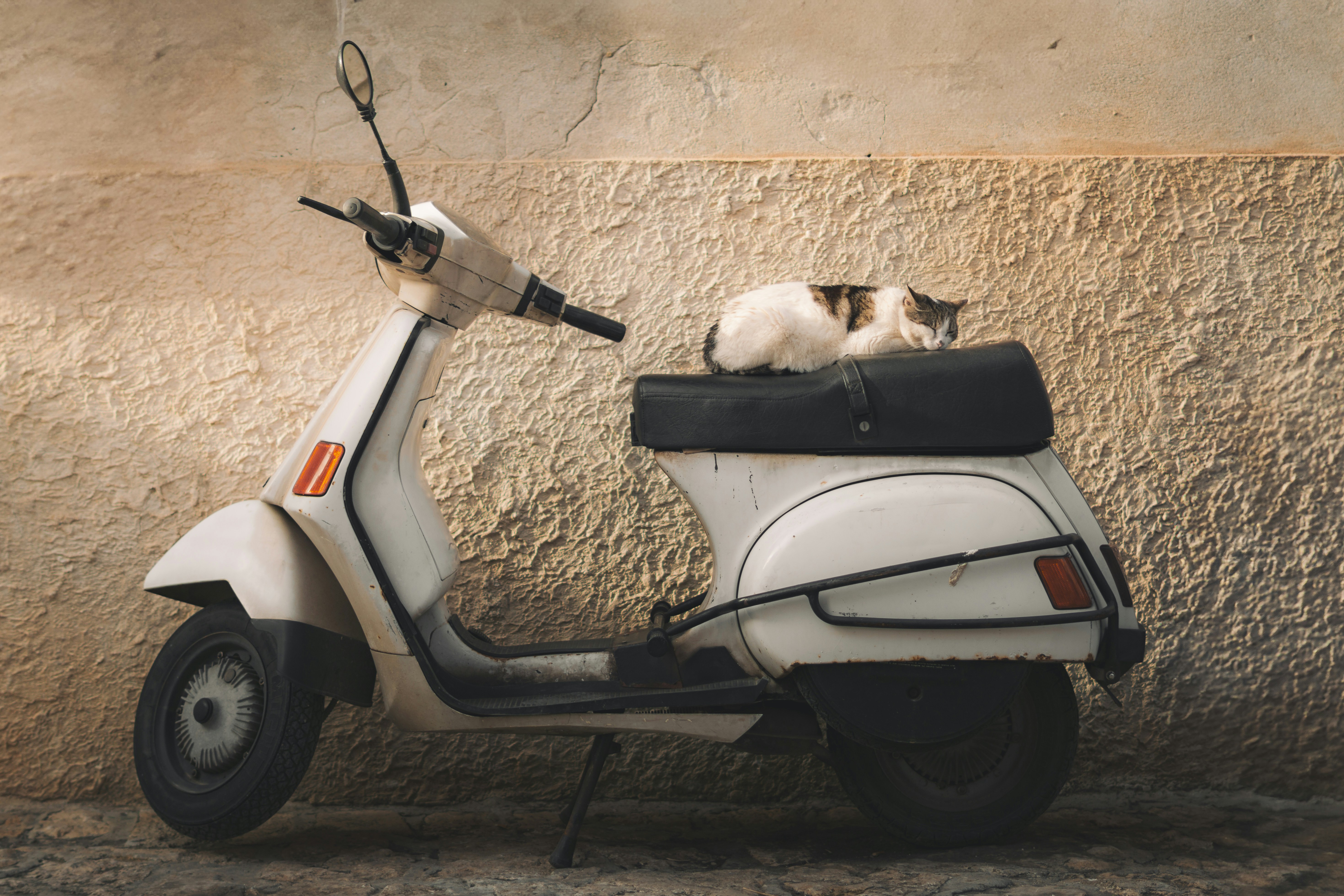 Whiskered Serenity on Two Wheels