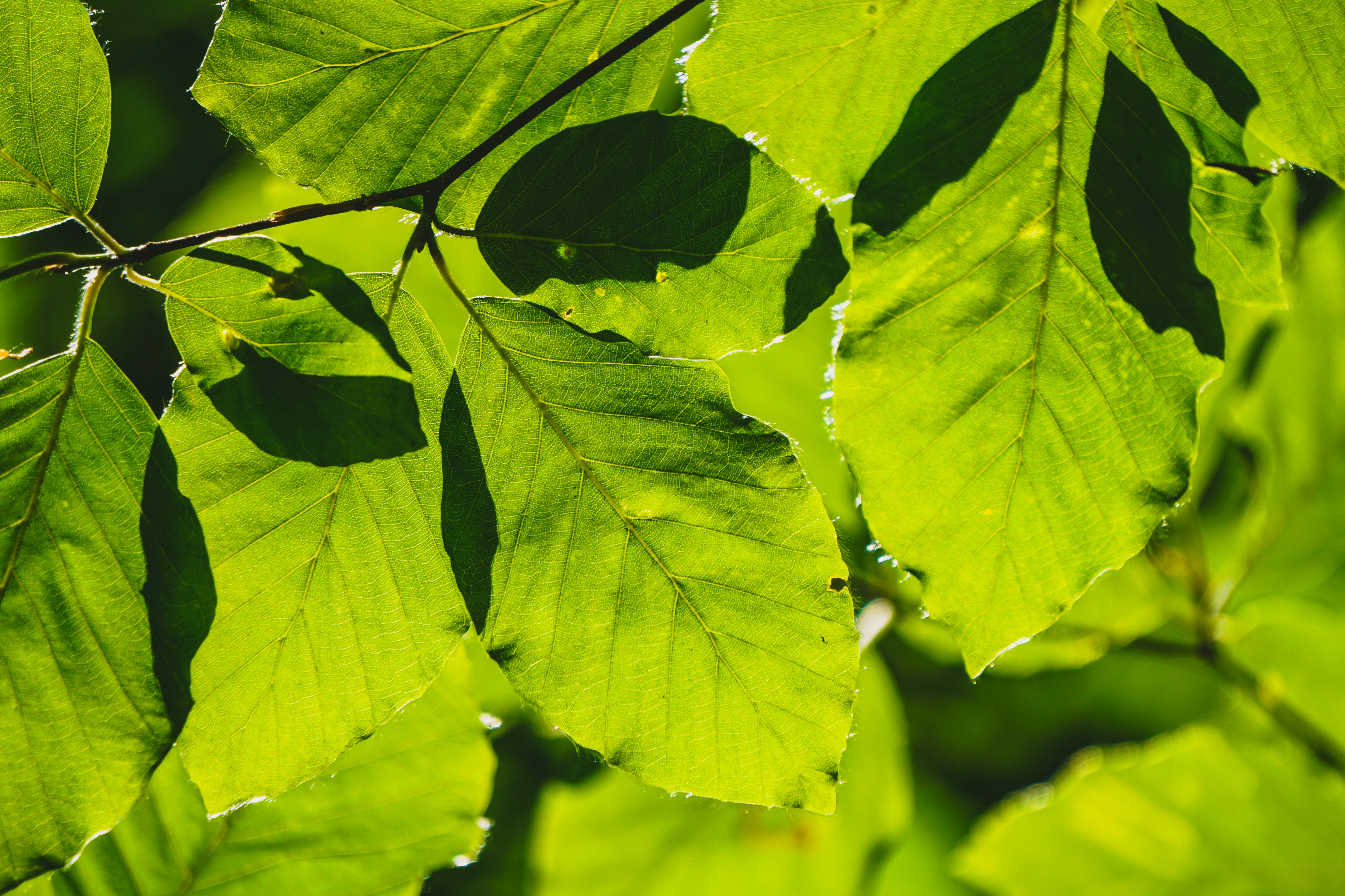 Sunlight shining through bright green leaves
