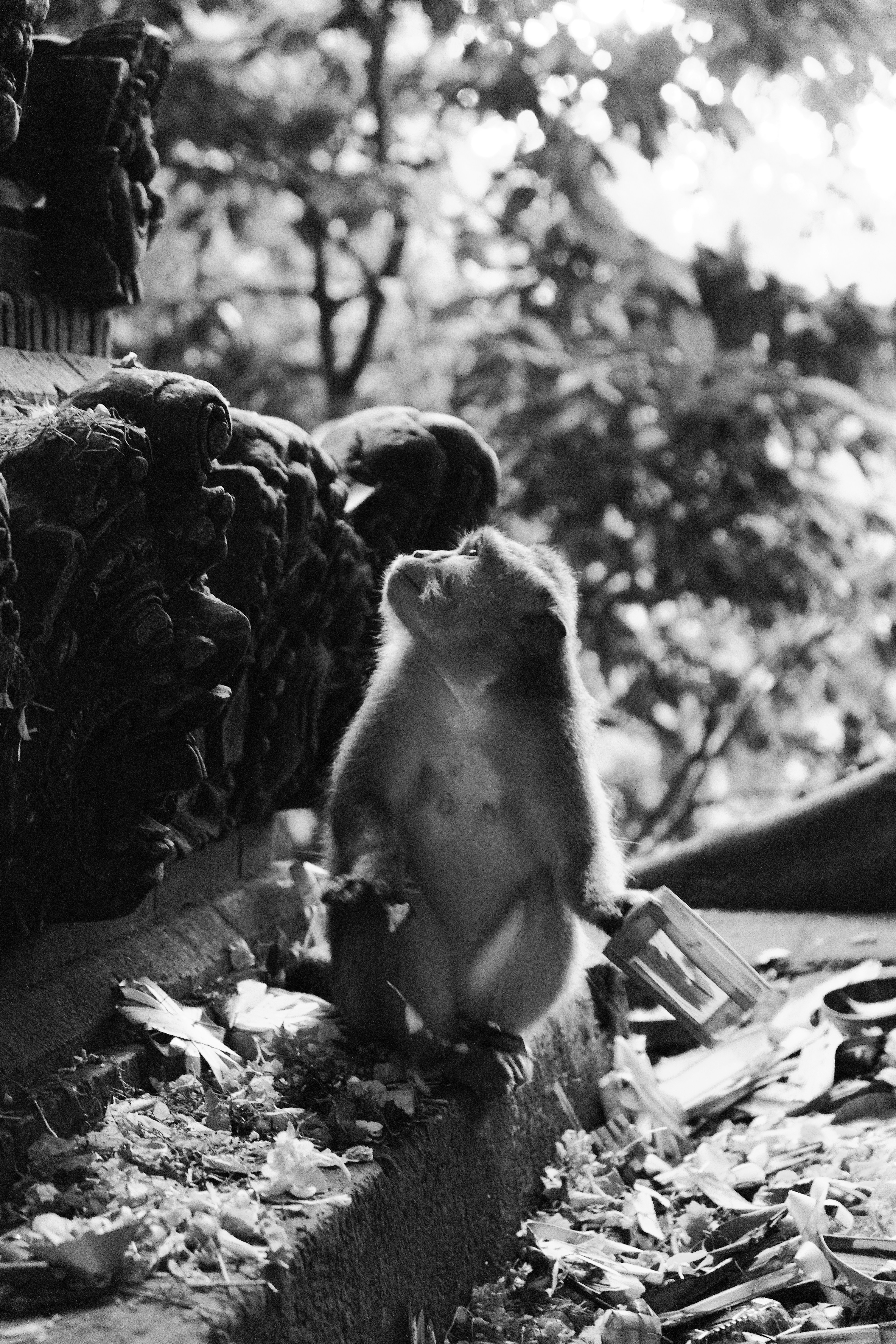 Curious Encounter in Monochrome