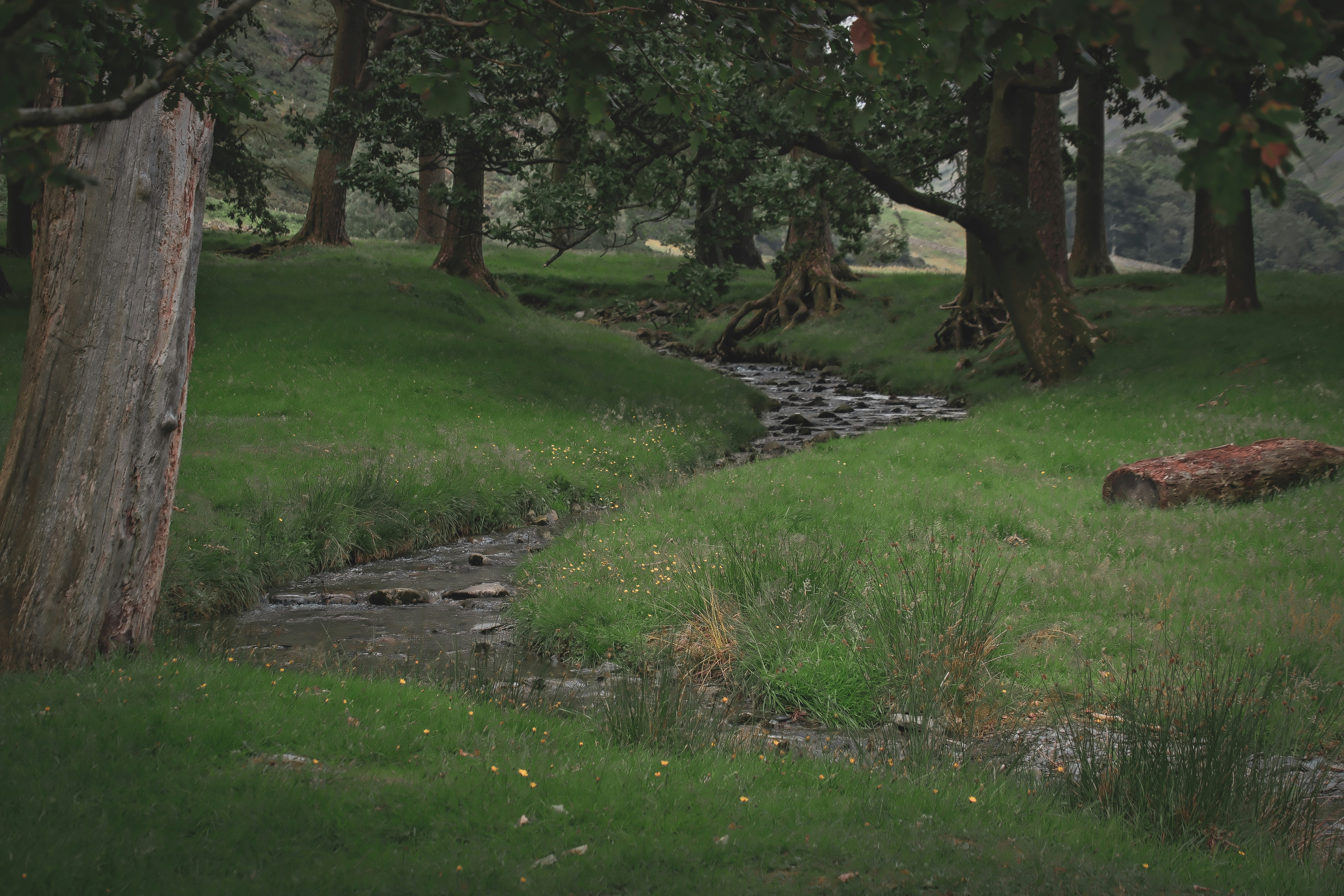 Meandering Stream Through a Quiet Park Under Leafy Canopy
