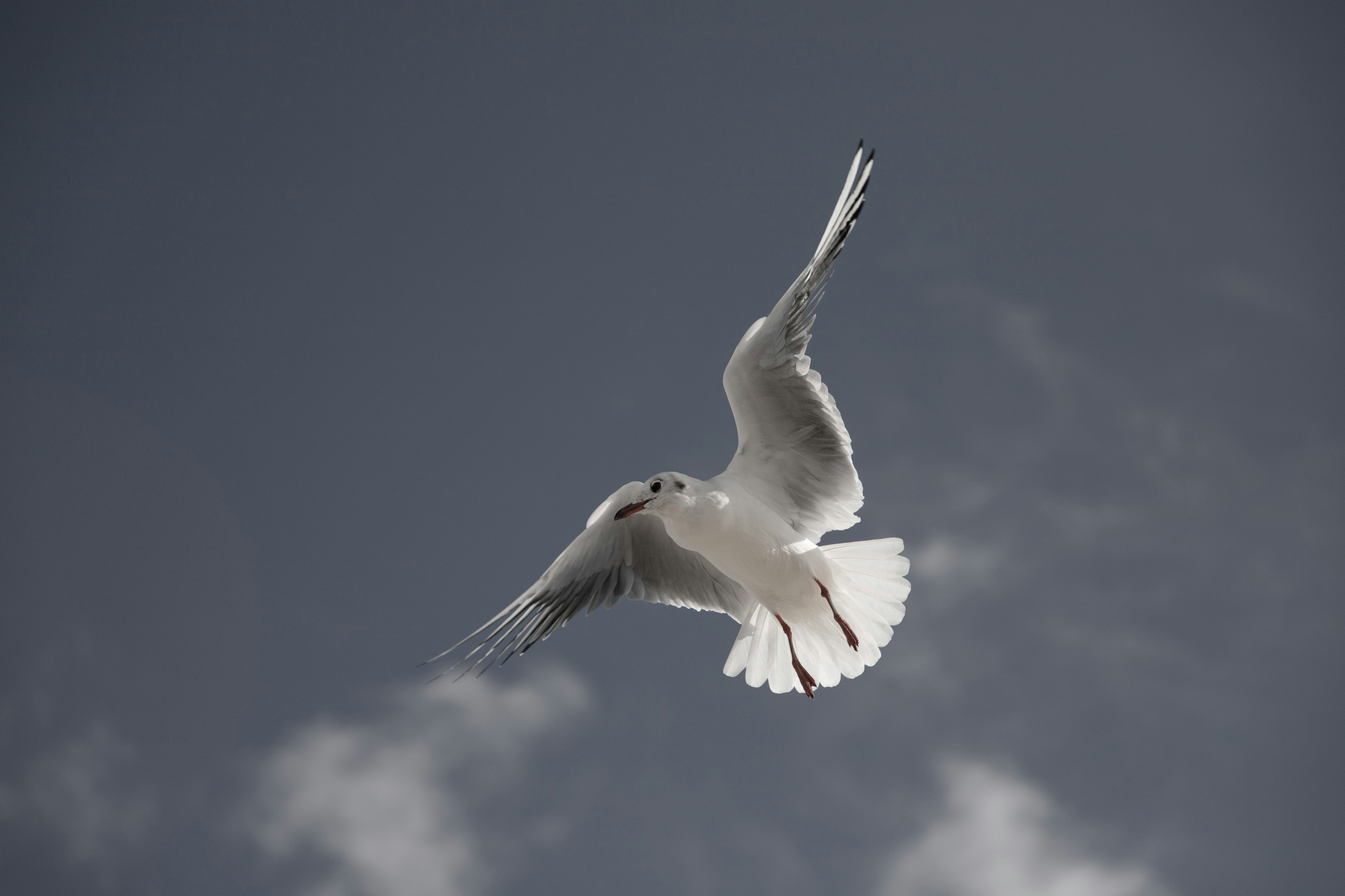 A seagull gracefully gliding against a backdrop of soft clouds and a moody sky.
