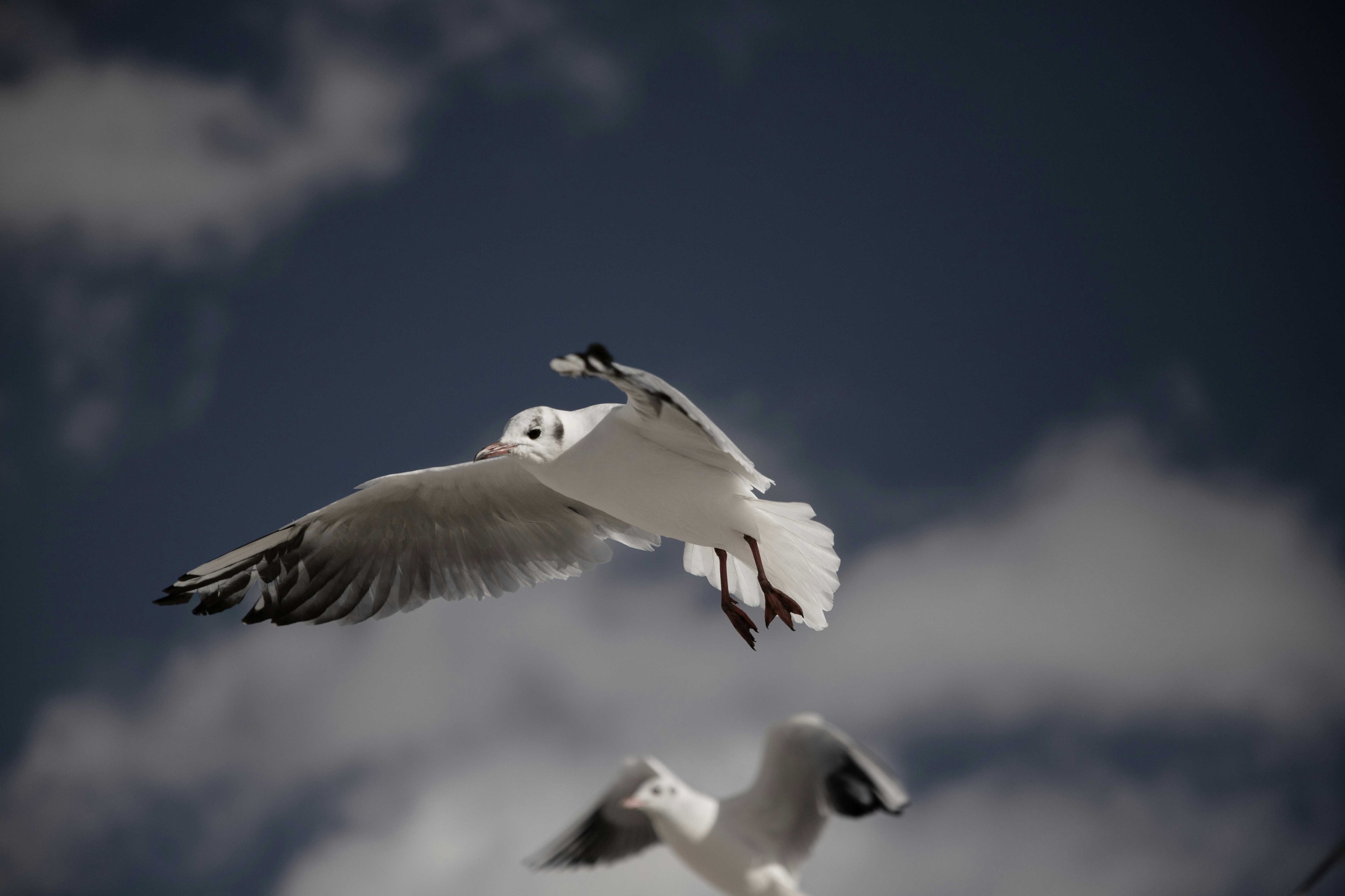 Two seagulls flying in a cloudy sky