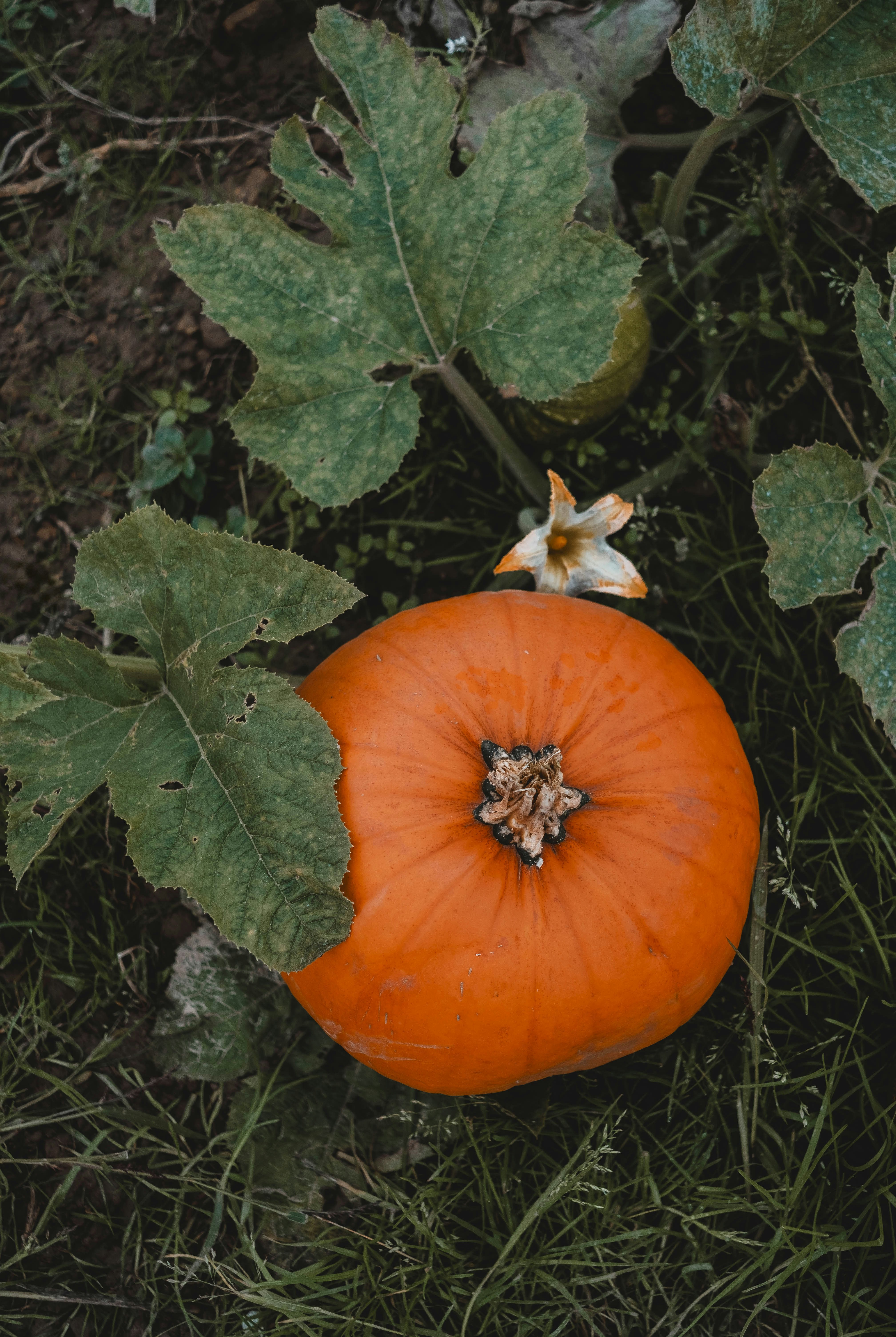 Vibrant orange pumpkin nestled among lush green leaves and grass, showcasing the beauty of autumn harvest.