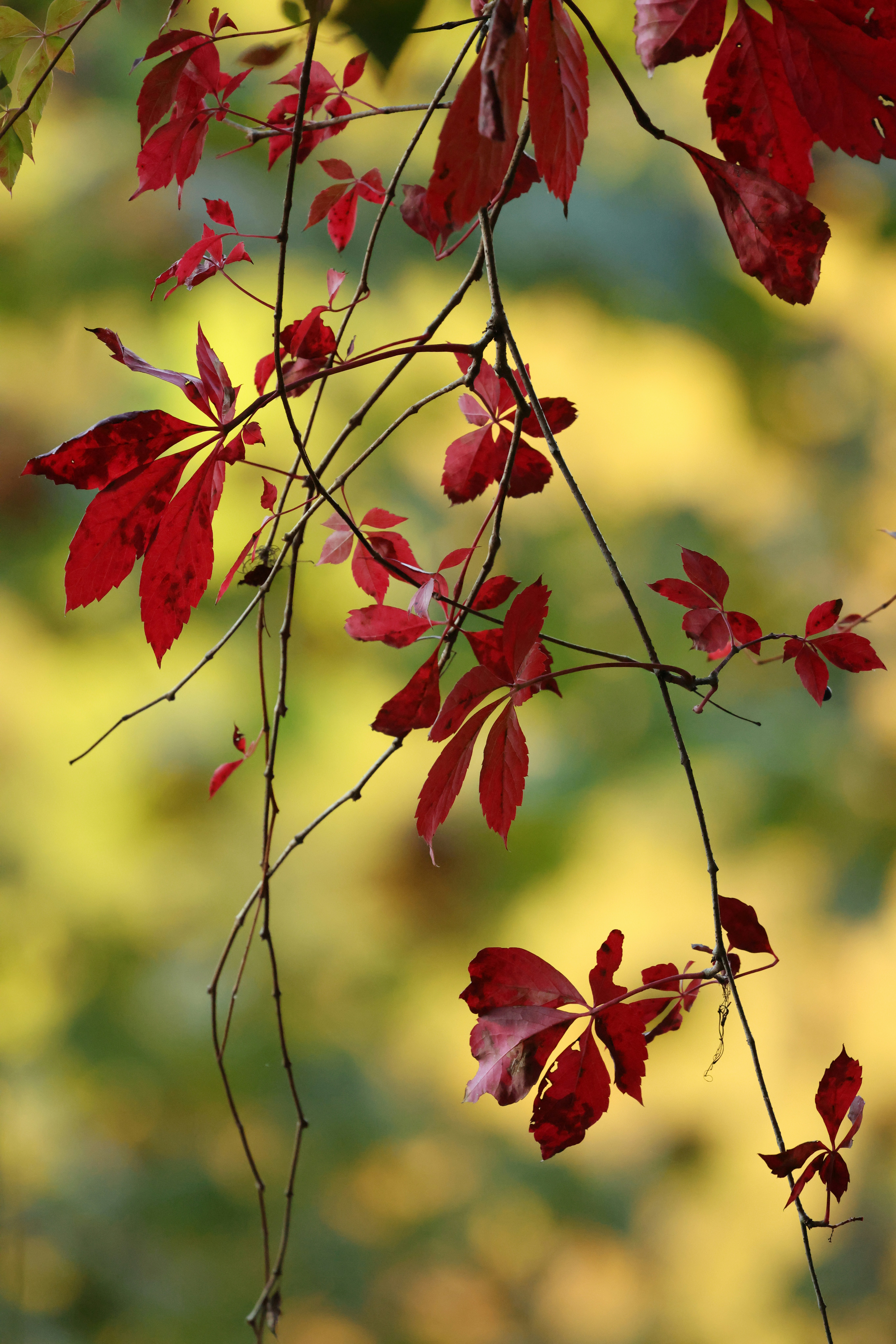 Crimson Whispers of Autumn