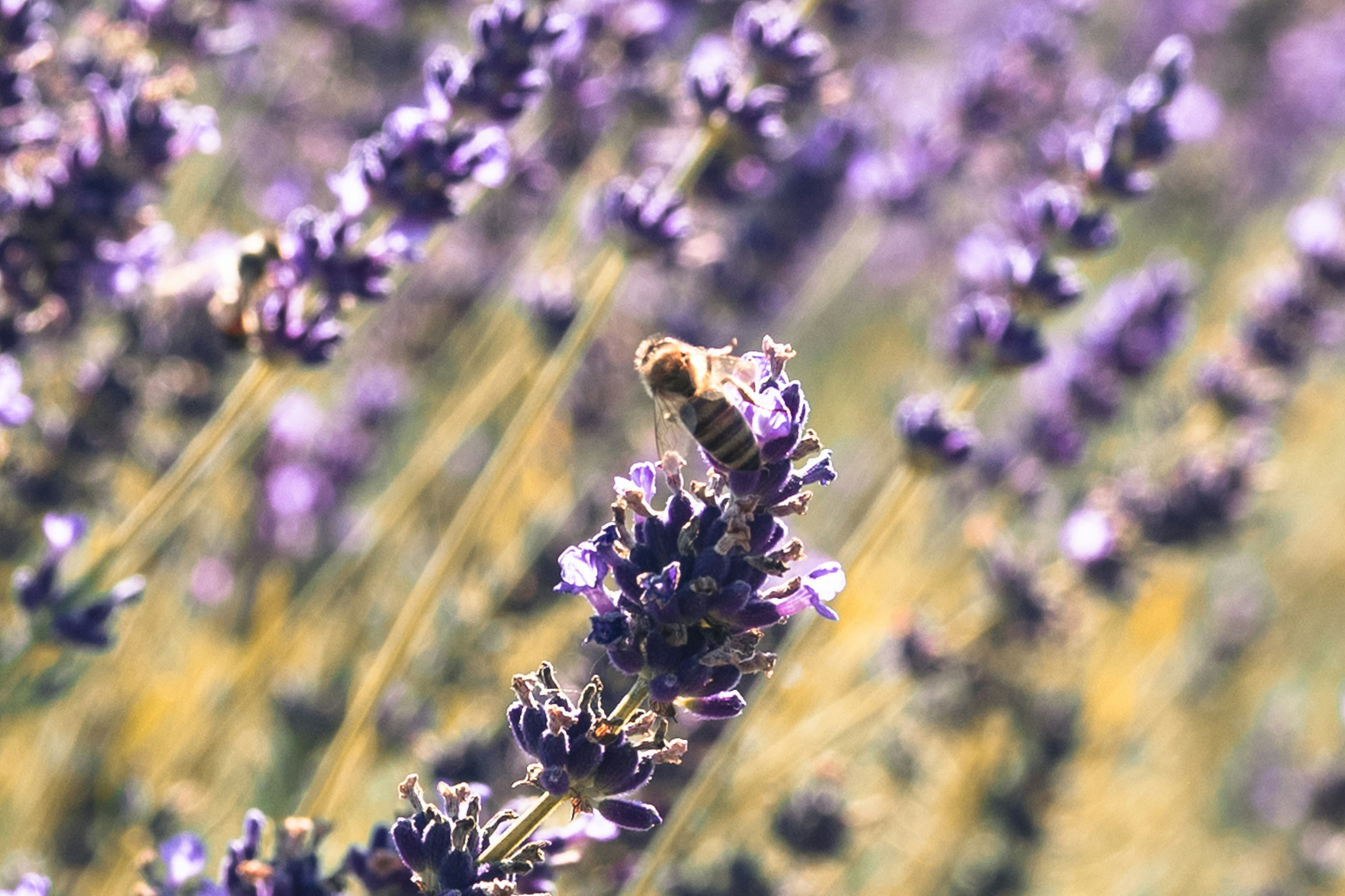 A bee pollinates a lavender flower in a field.