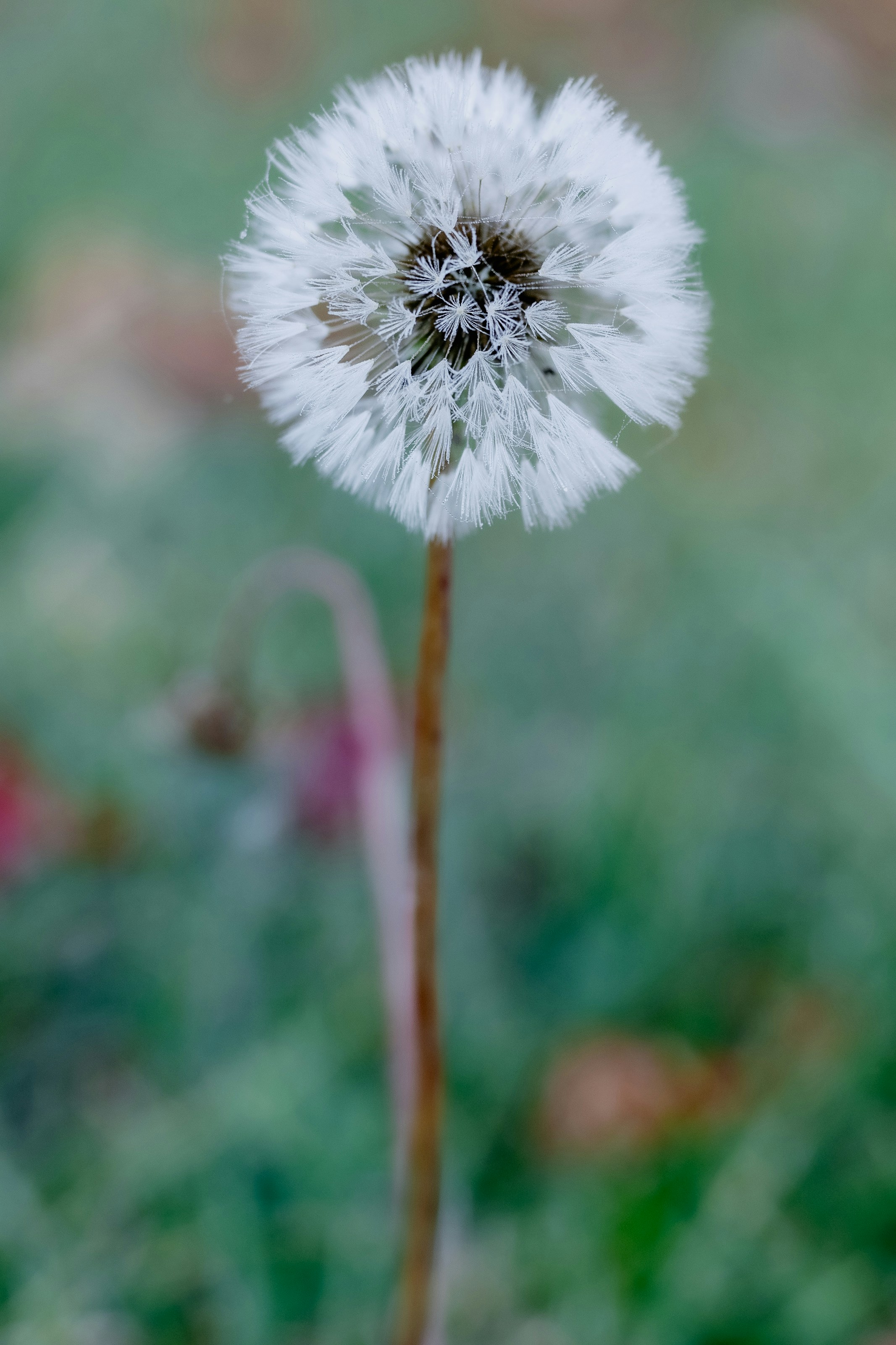 Delicate dandelion seed head standing tall against a softly blurred background, showcasing nature's intricate design.