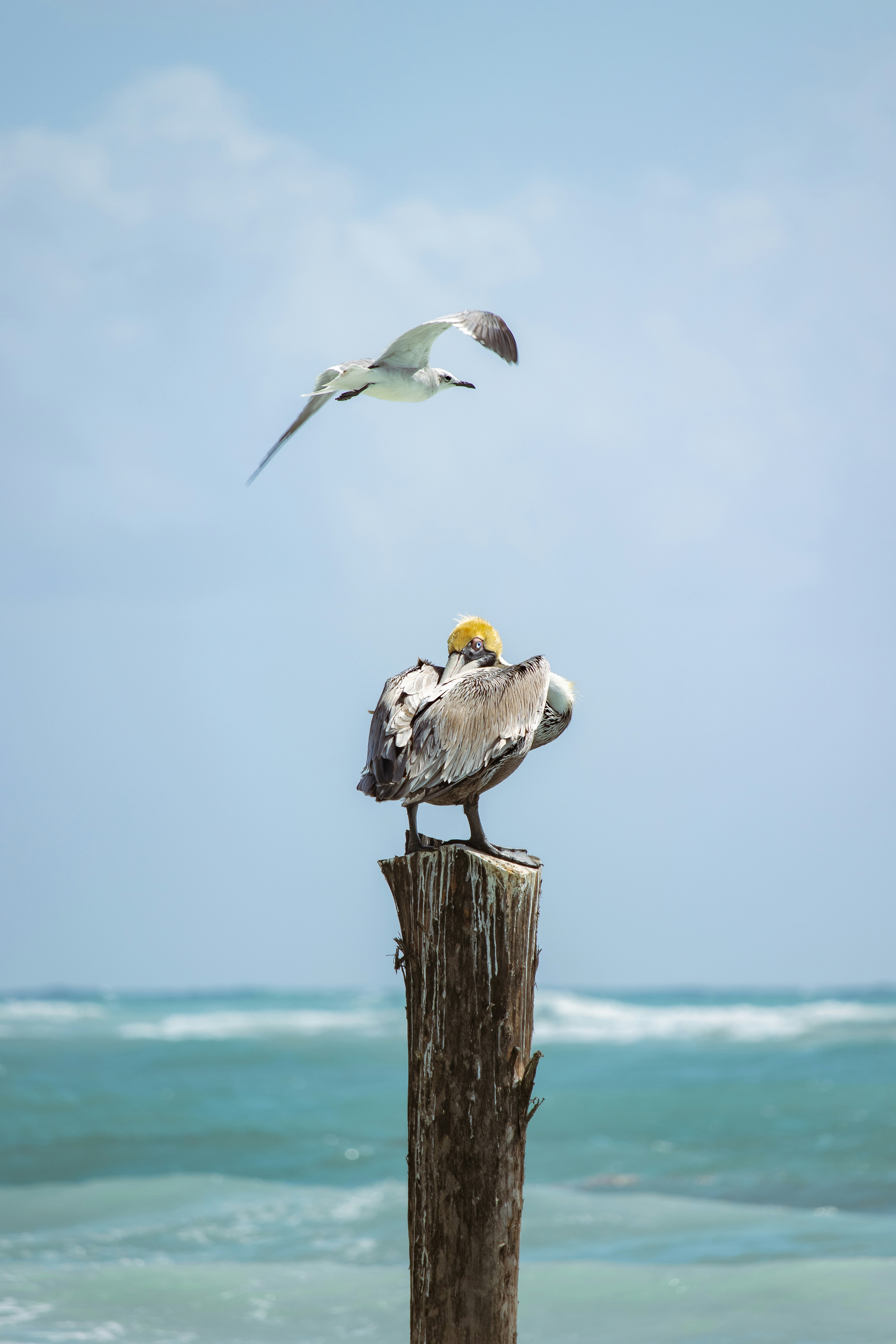 A pelican rests on a weathered post while a smaller bird soars above against a backdrop of blue sky and ocean waves.