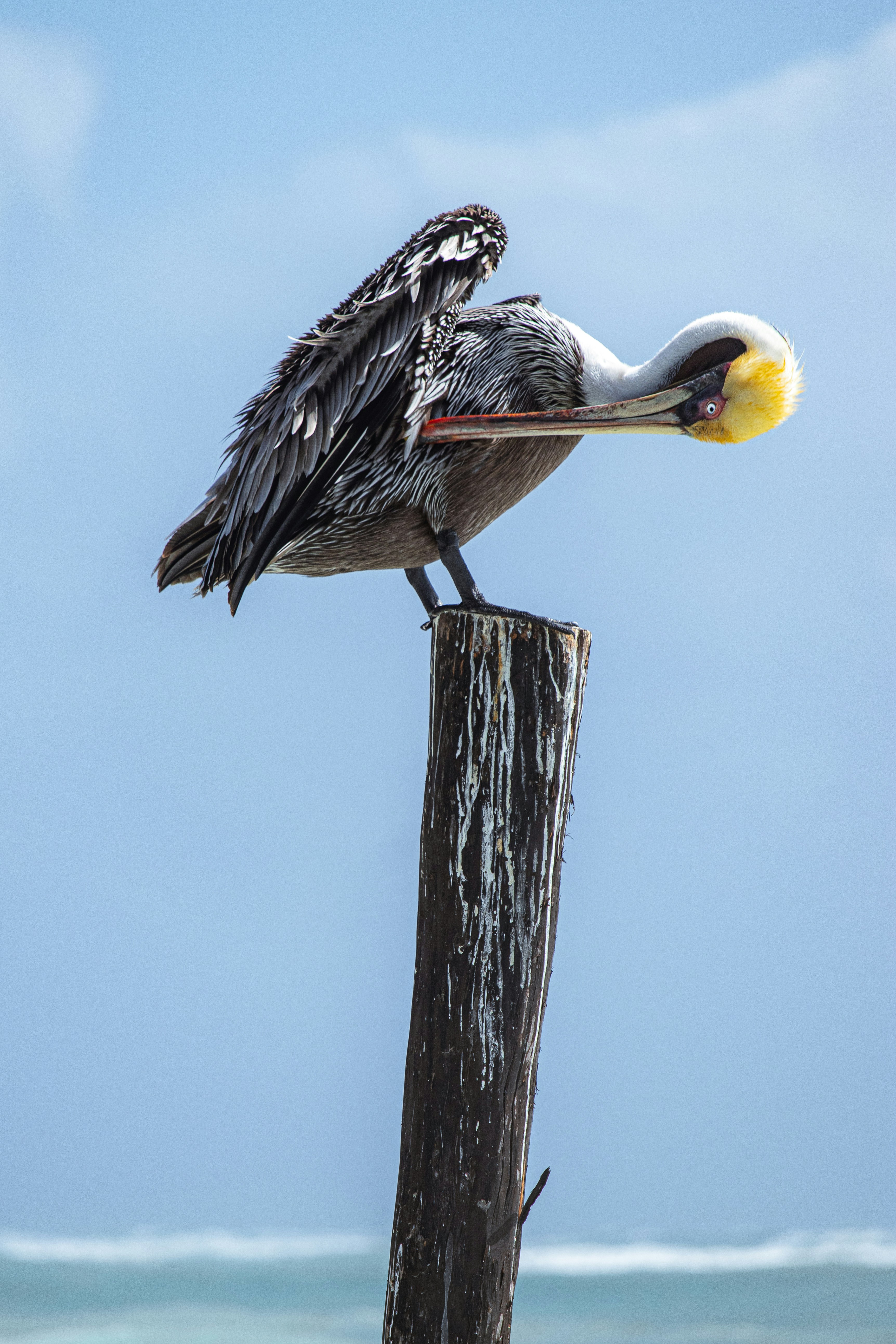 Pelican's Perch: A Moment of Serenity