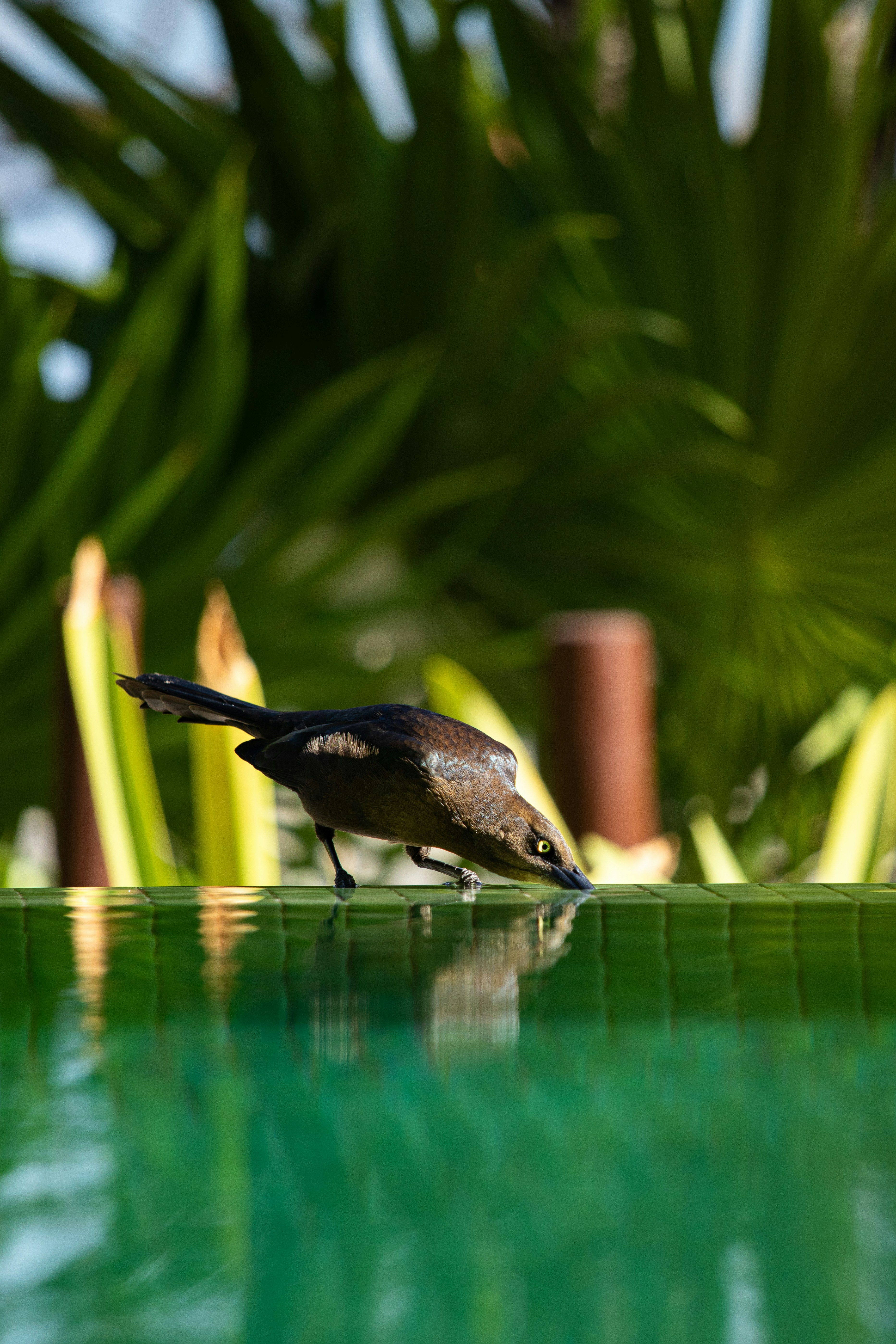 A bird inspecting its reflection on a serene pool surface, surrounded by lush greenery. The vibrant colors enhance the tranquil atmosphere.