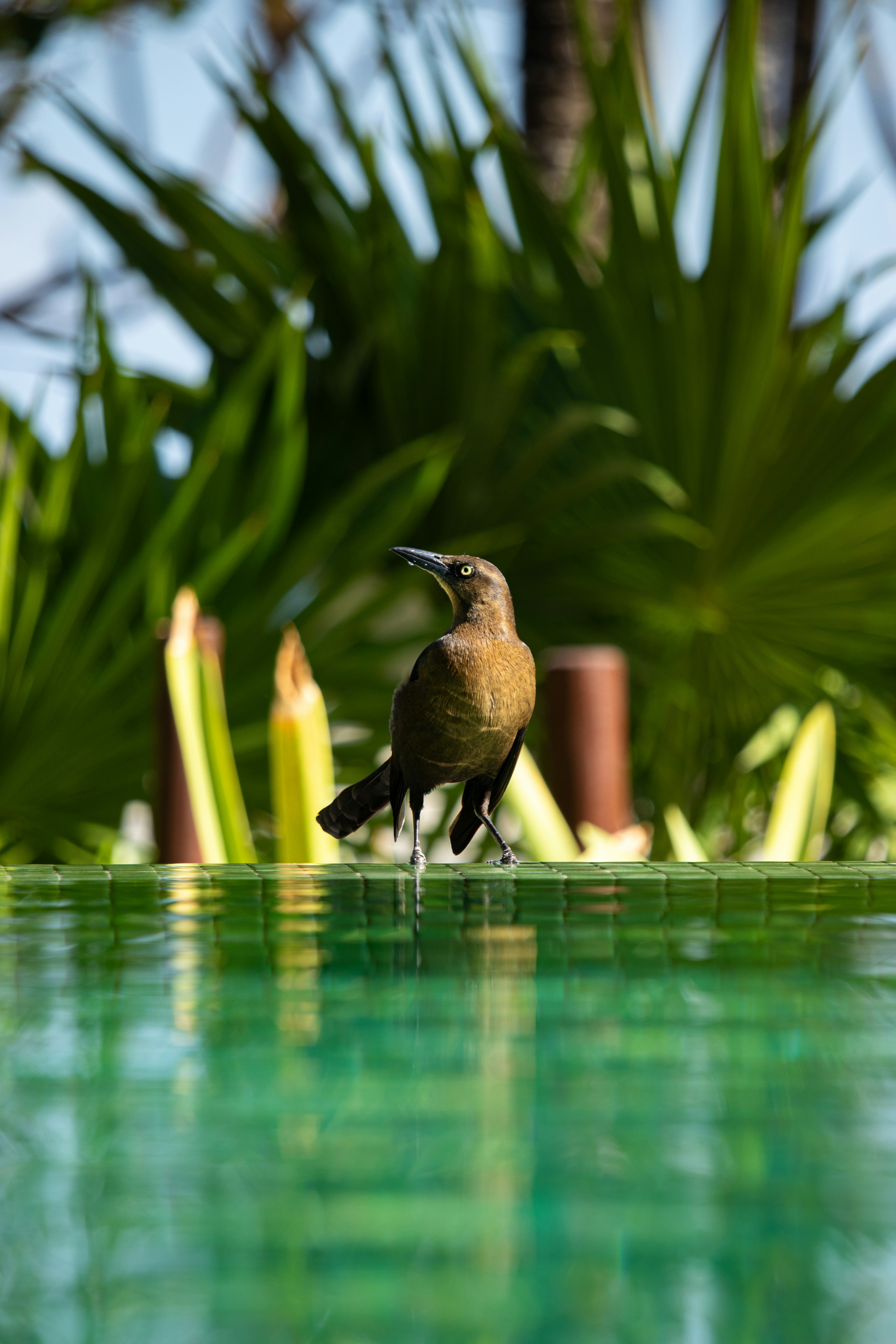 A bird stands on the edge of a pool.