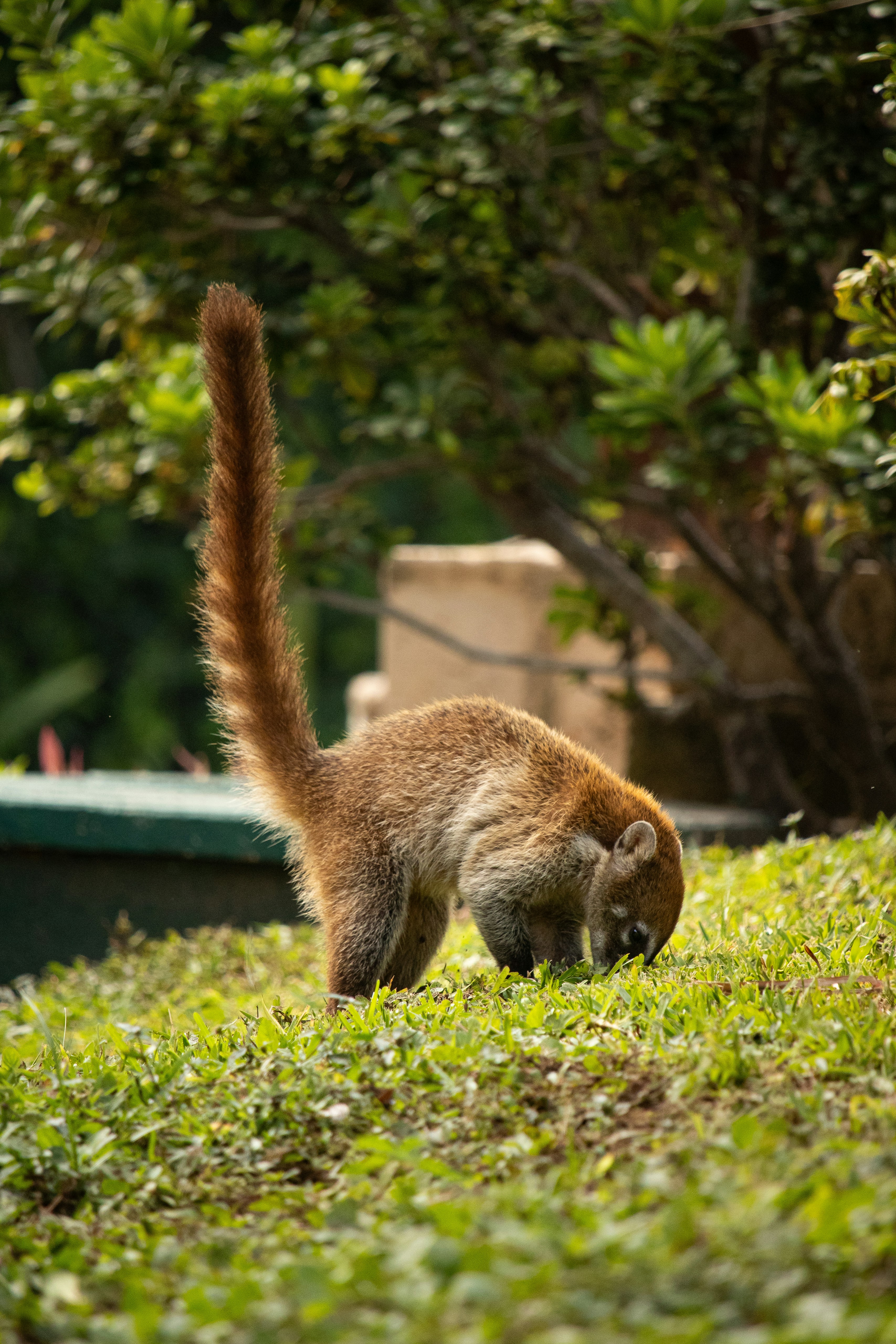 Curious Forager: A Day in the Life of a Coati