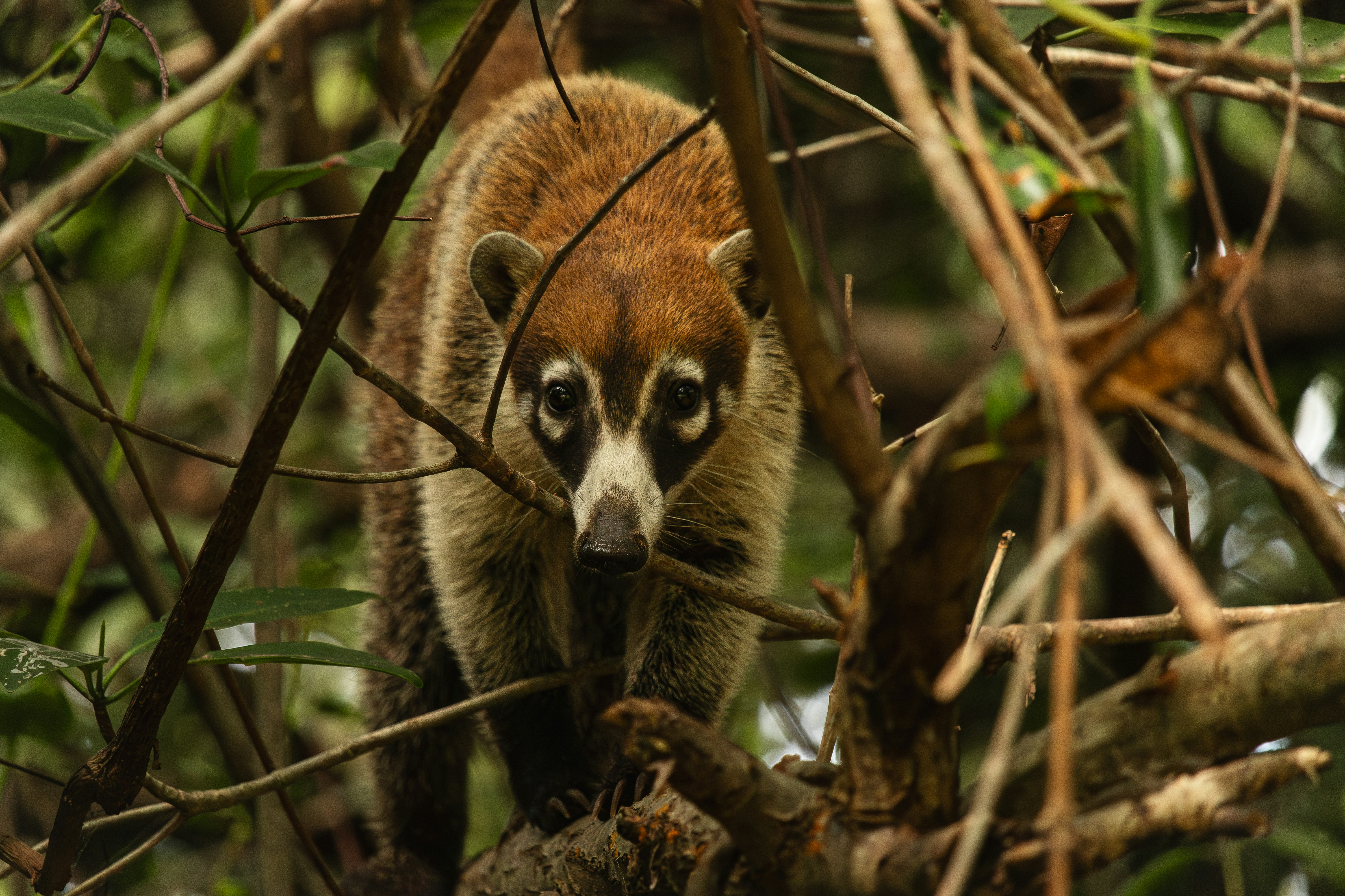 A coati peeks through dense jungle foliage.