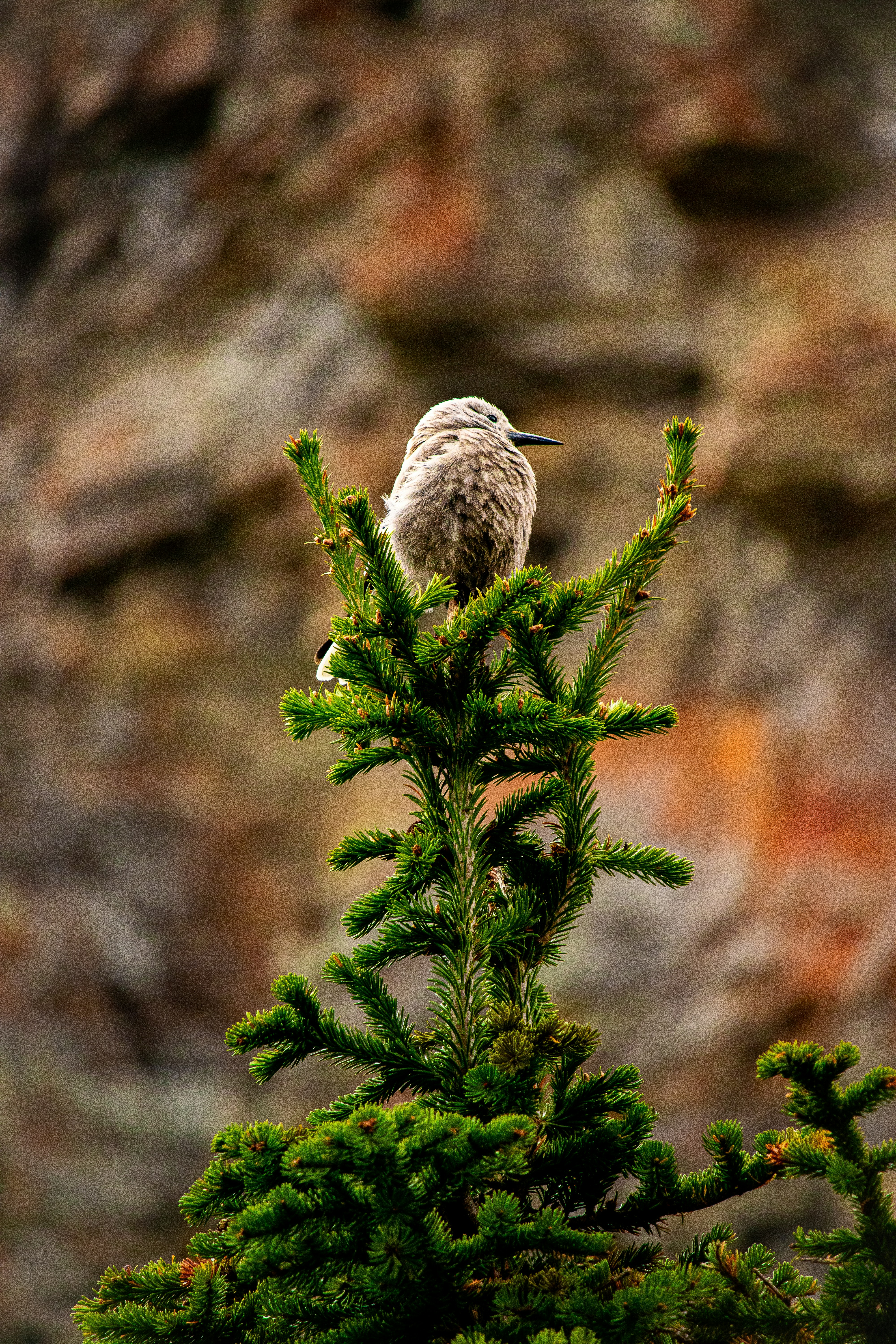 A bird perched atop a vibrant green pine tree, blending harmoniously with its natural surroundings. The soft focus background enhances the subject's prominence.