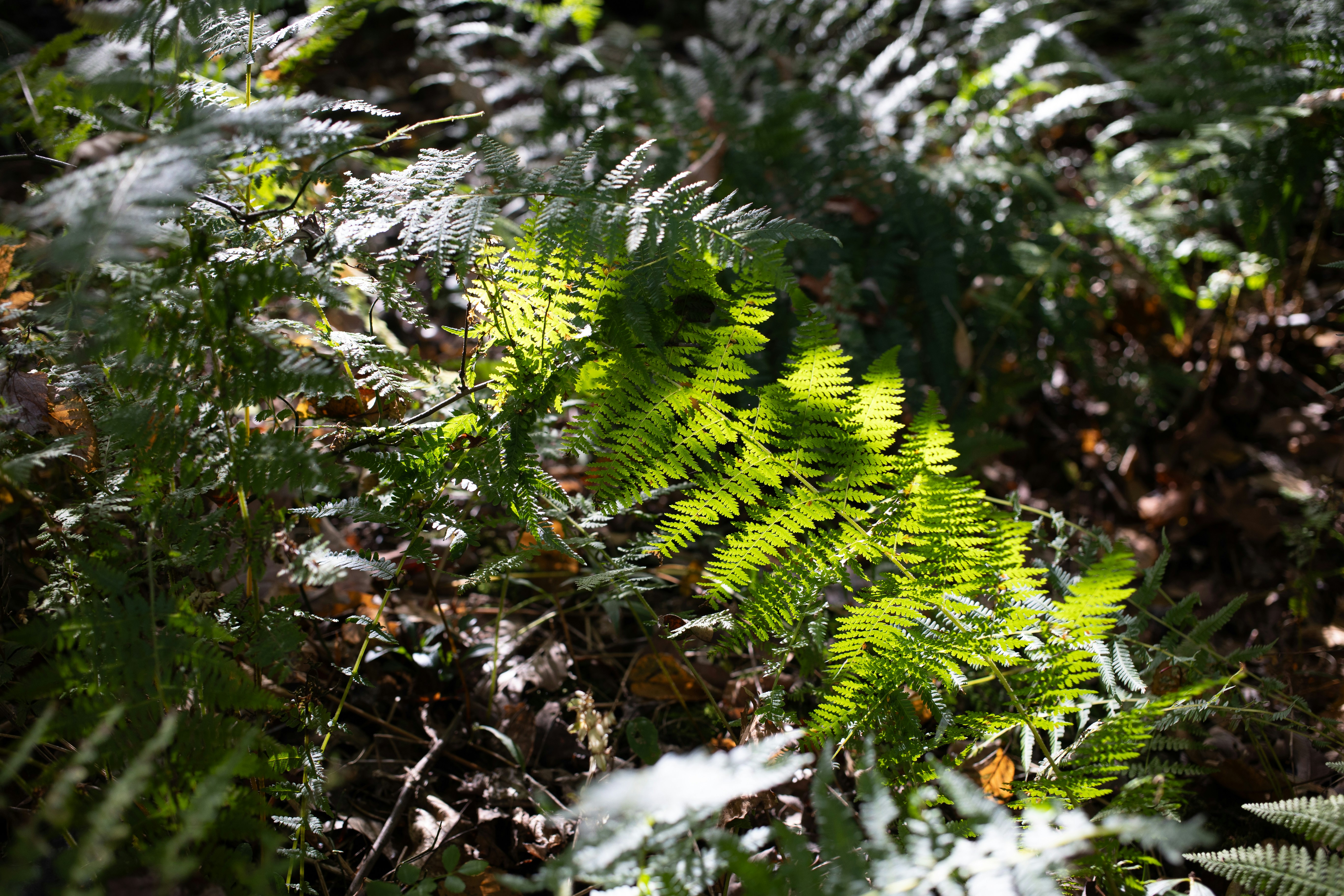 Emerald Whispers in the Woodland