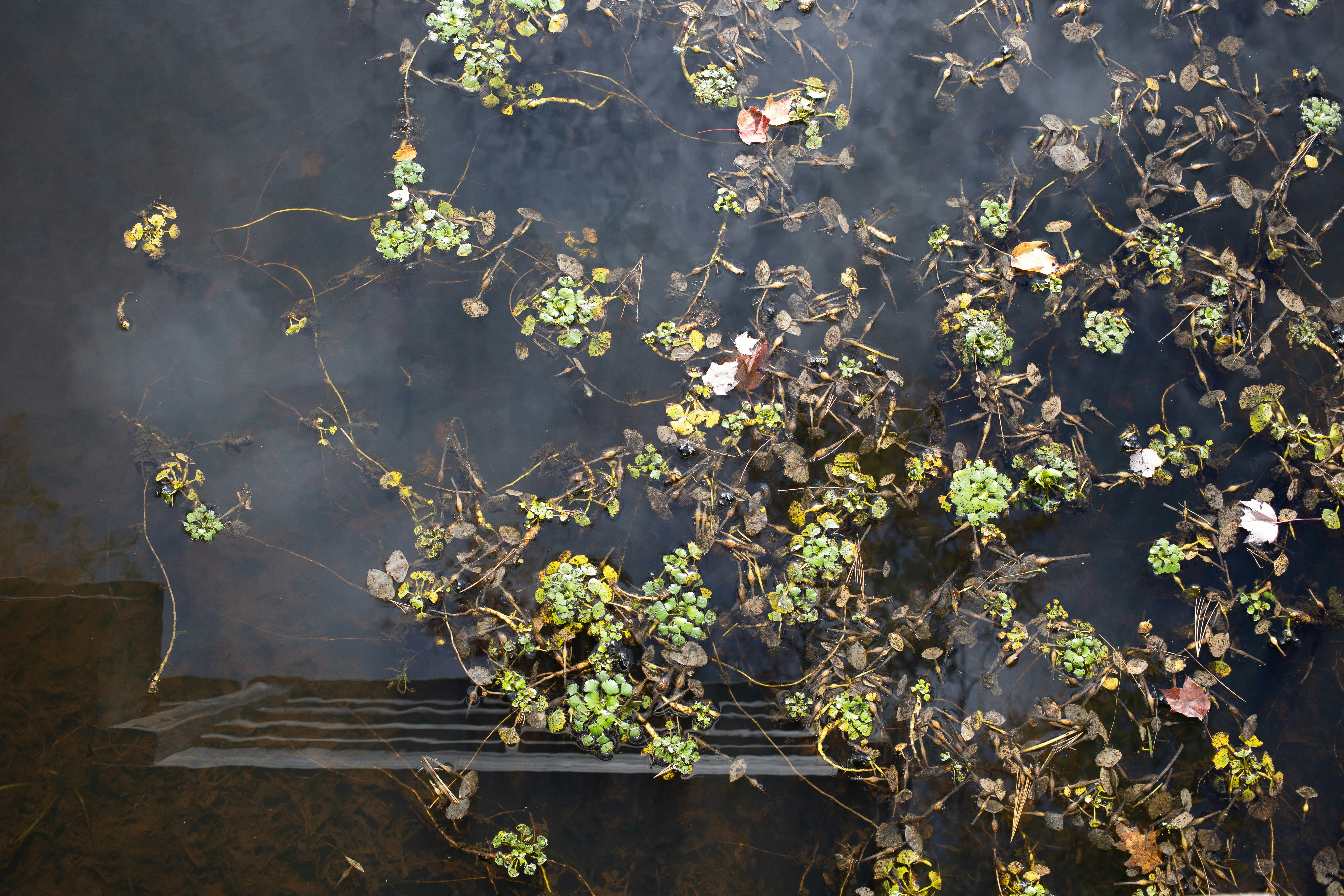 Whispers of Nature Beneath the Surface