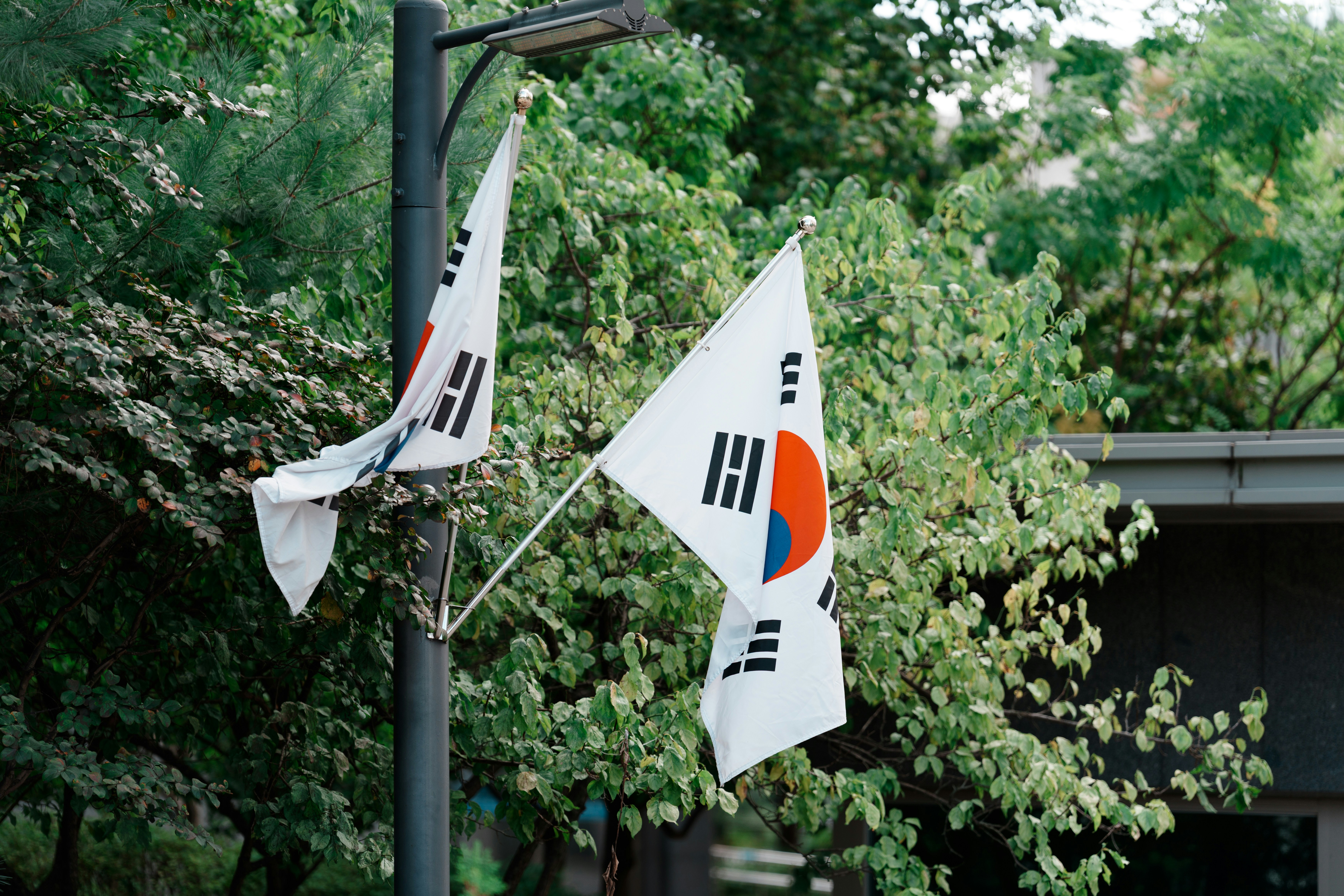 South Korean flags fluttering gently beside vibrant green foliage, showcasing a blend of culture and nature.