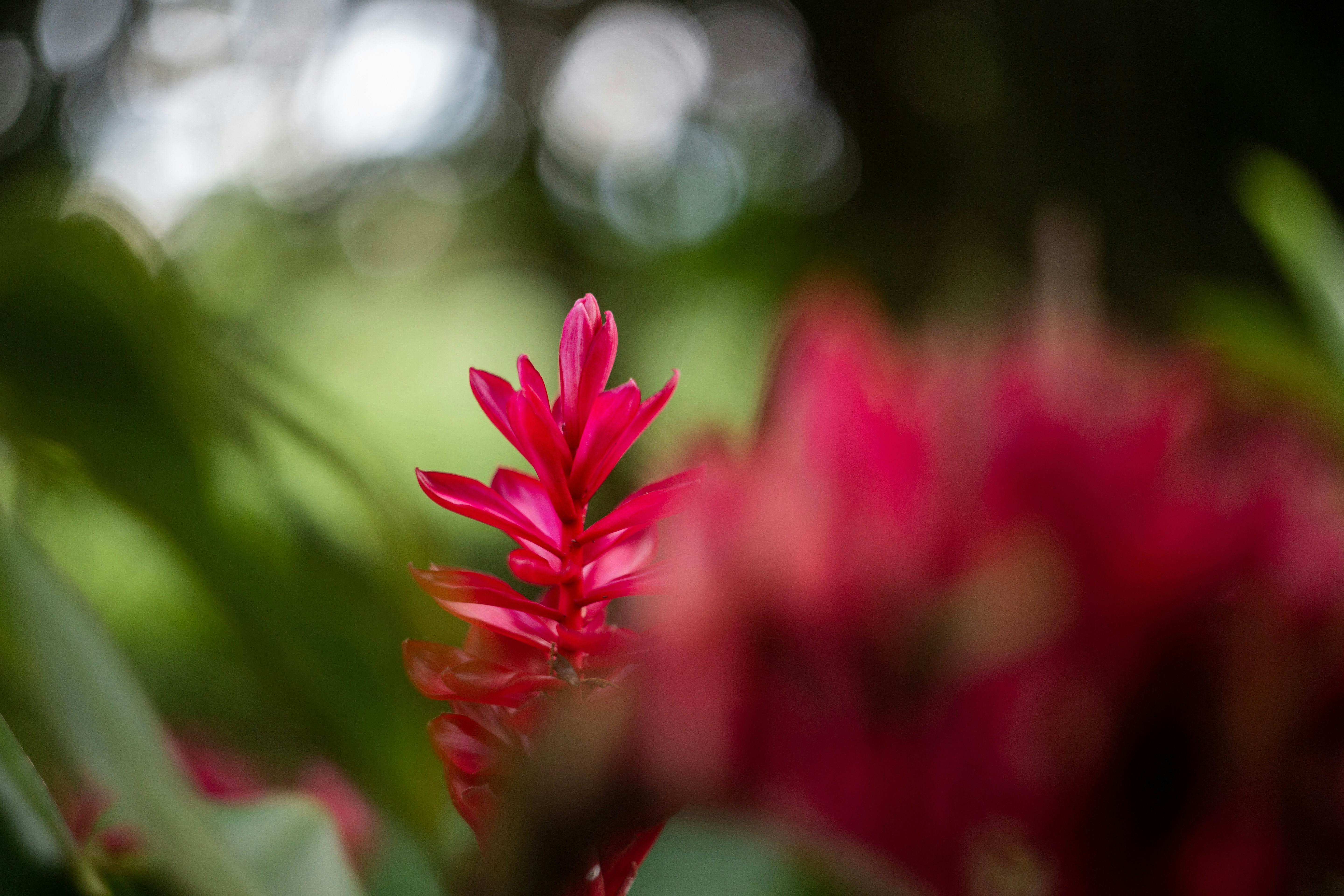 Crimson Spike Emerging From Velvet Bokeh
