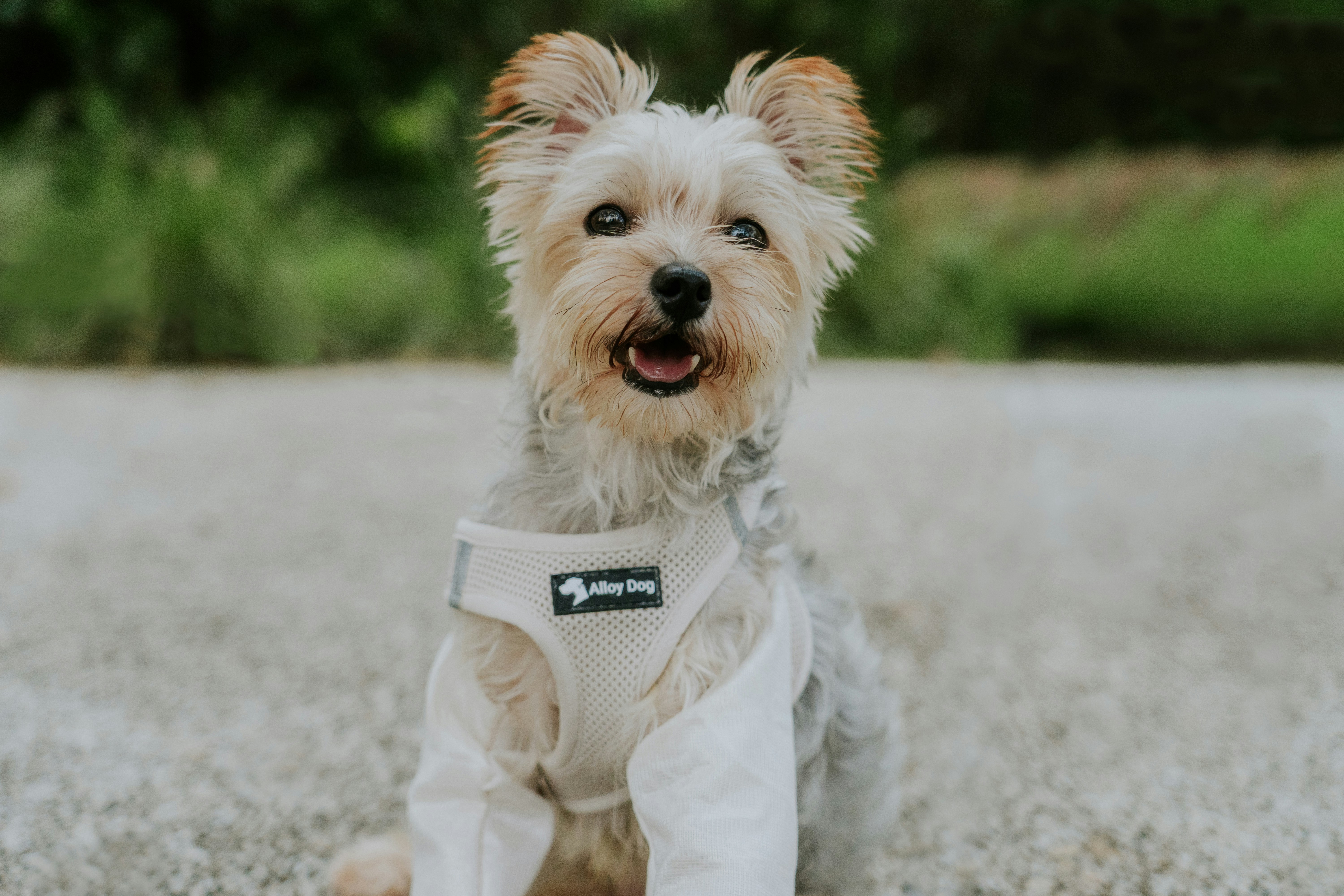 A happy yorkshire terrier wearing a harness outdoors photo – Free Dog ...
