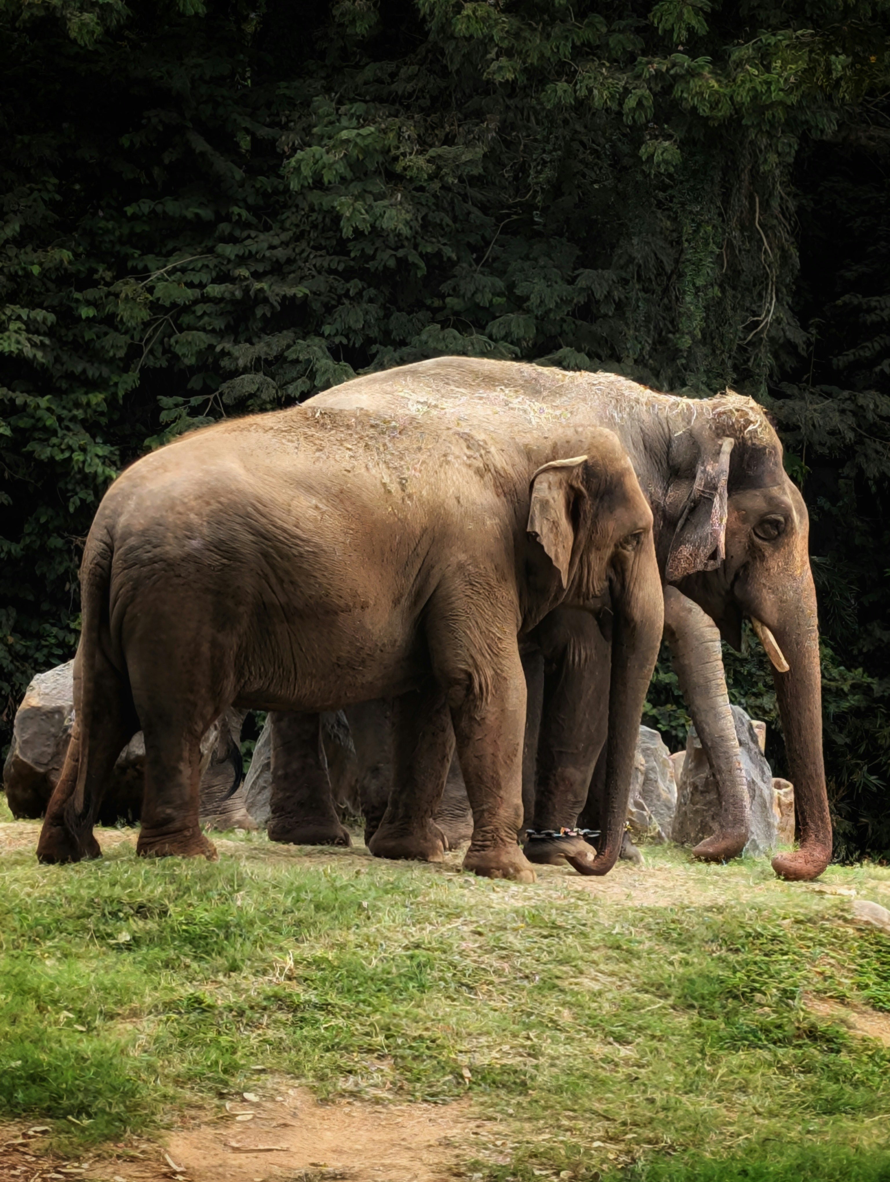 Two elephants standing together on grassy hill