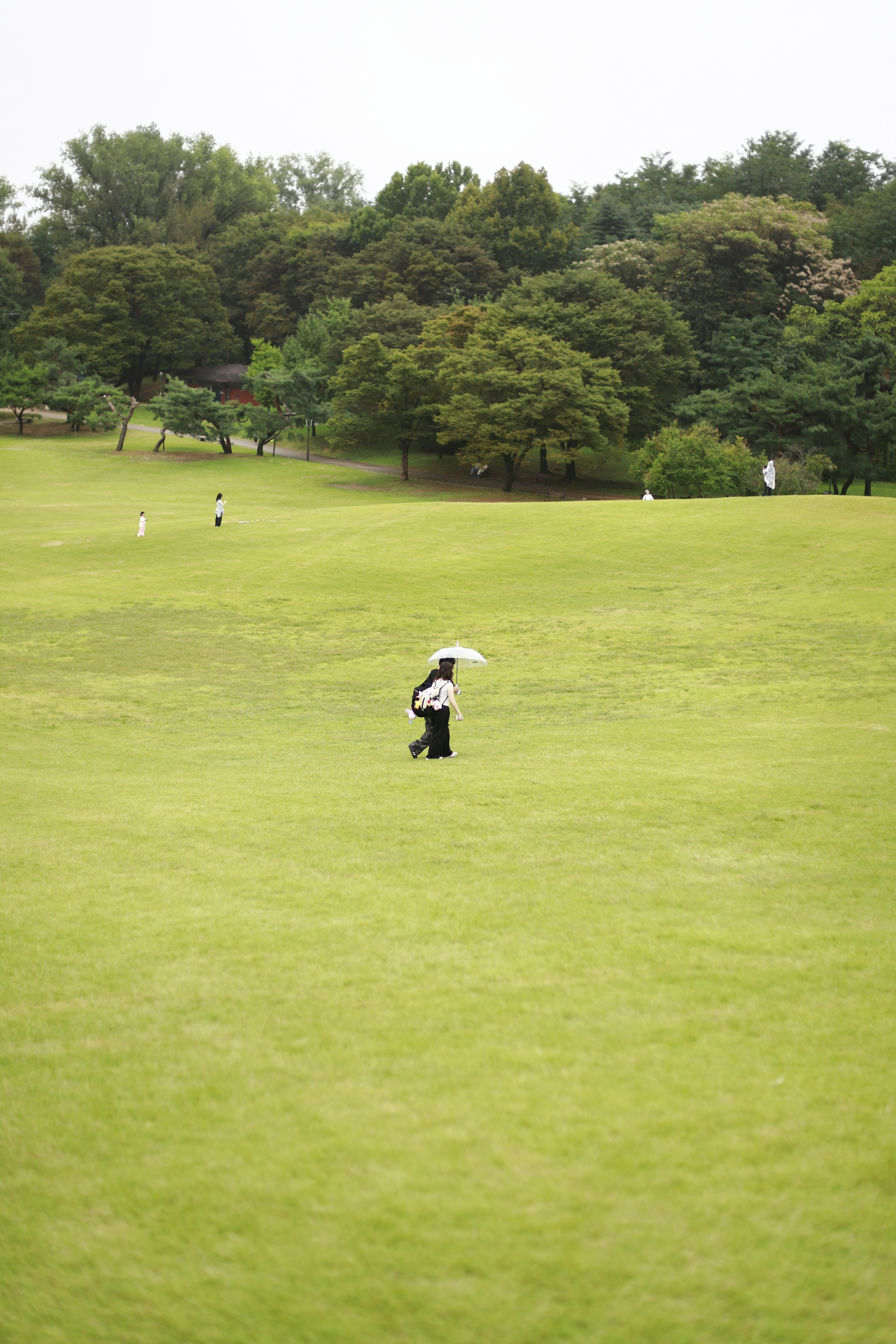 A Solitary Stroll Through Verdant Serenity