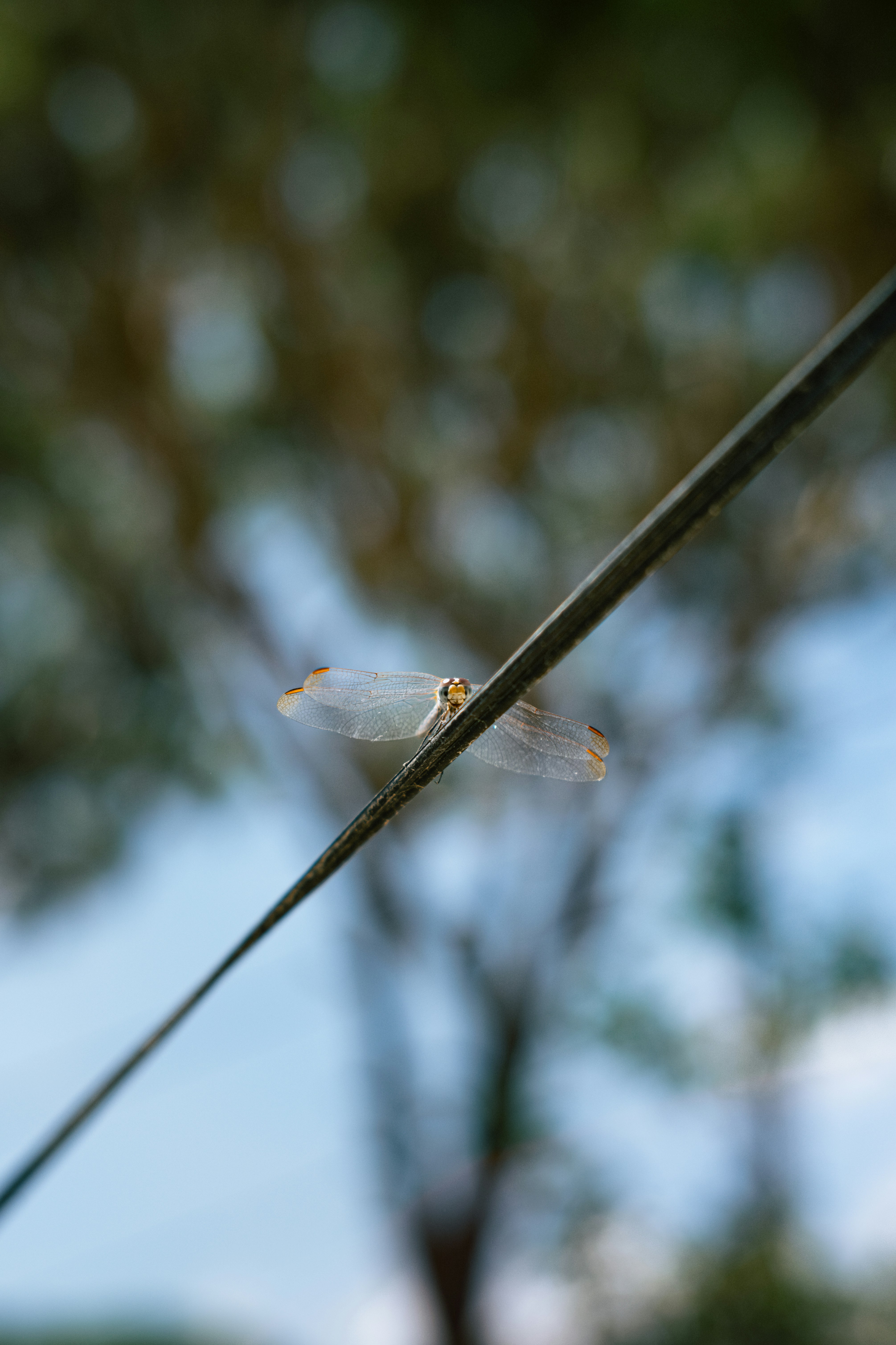 Wire-Wing Moment: Damselfly perched on a diagonal thread against a softly blurred blue sky and foliage