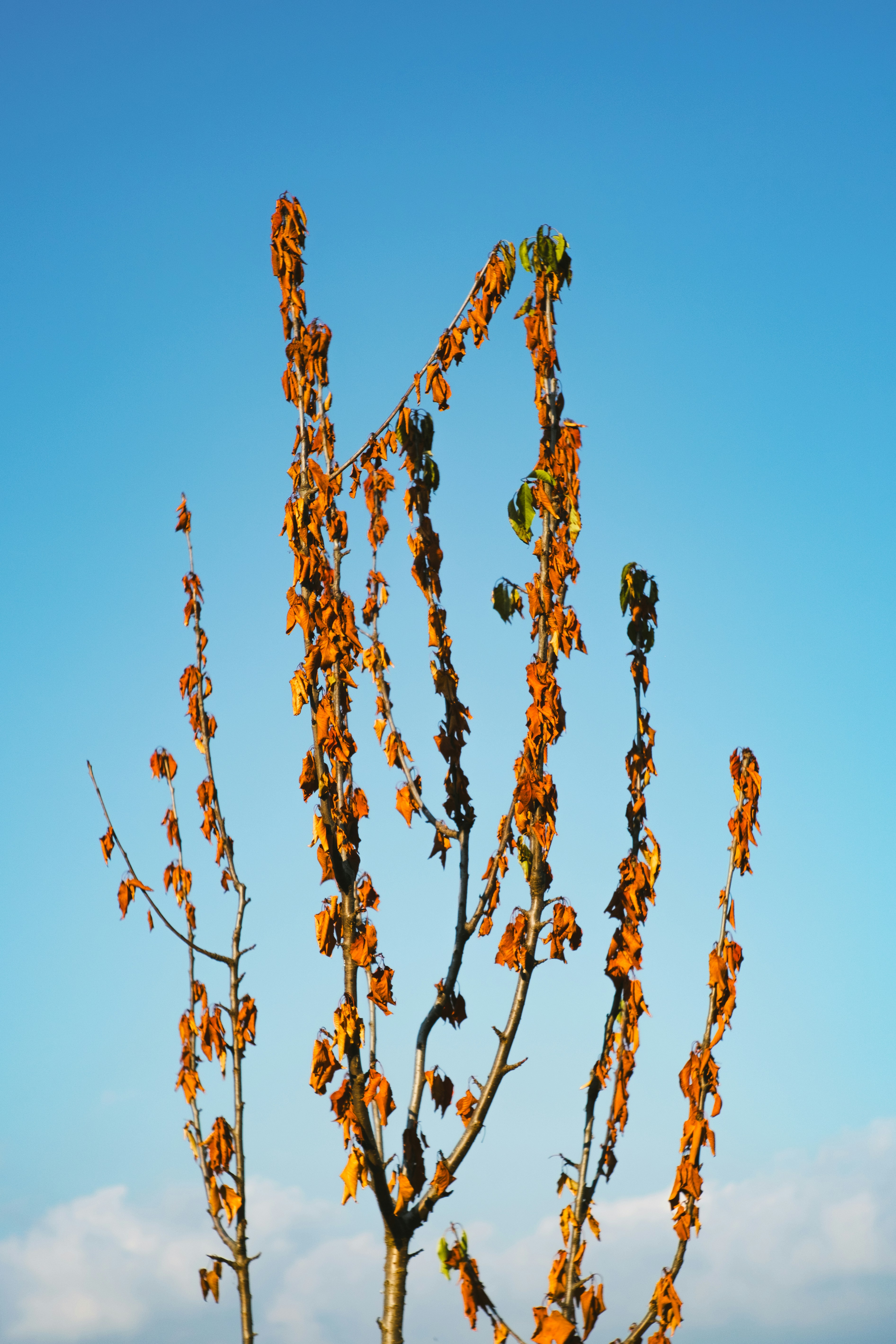 Bare tree branches with dry orange leaves against blue sky