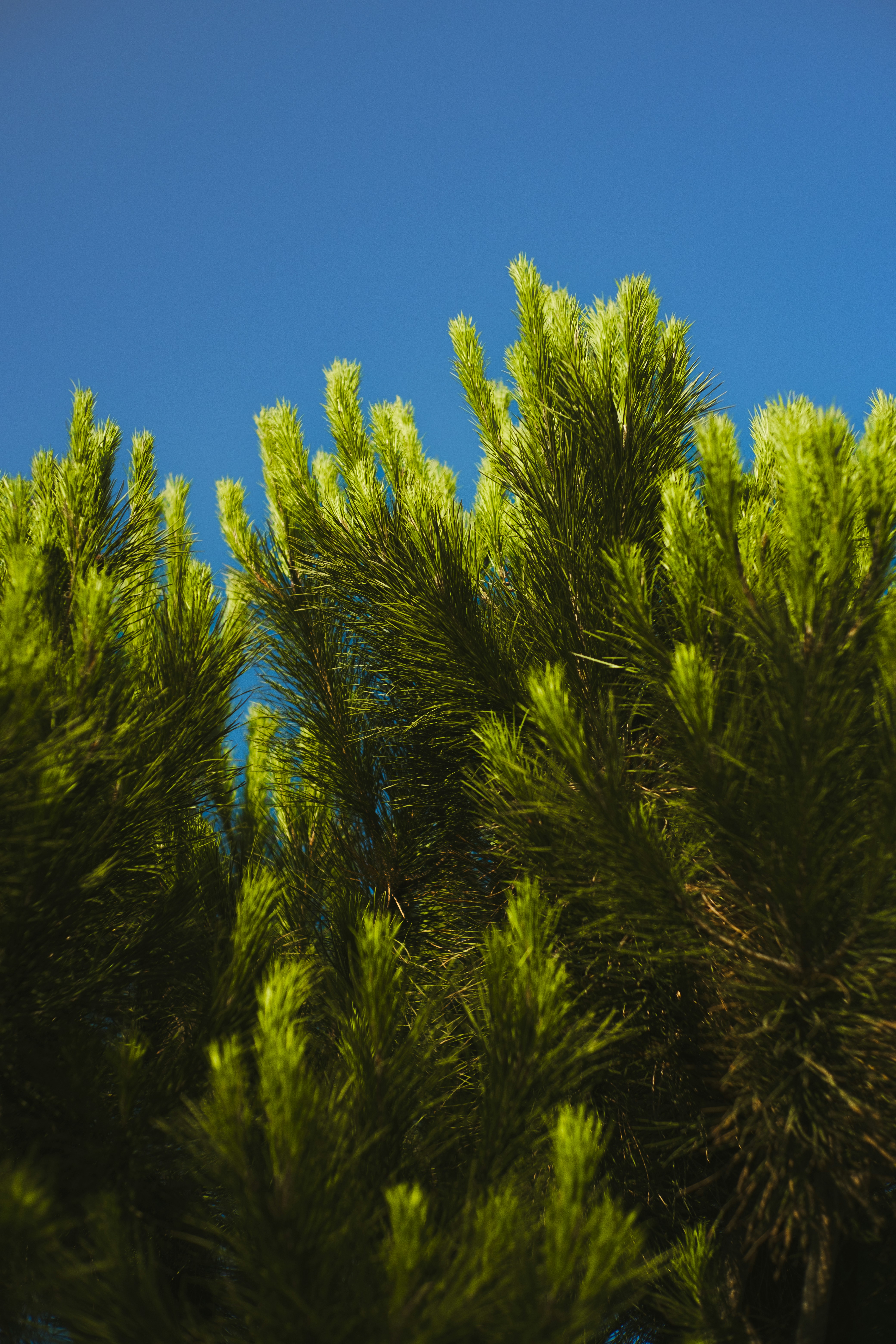 Lush green pine branches reaching towards a clear blue sky, showcasing nature's vibrant hues and intricate textures.