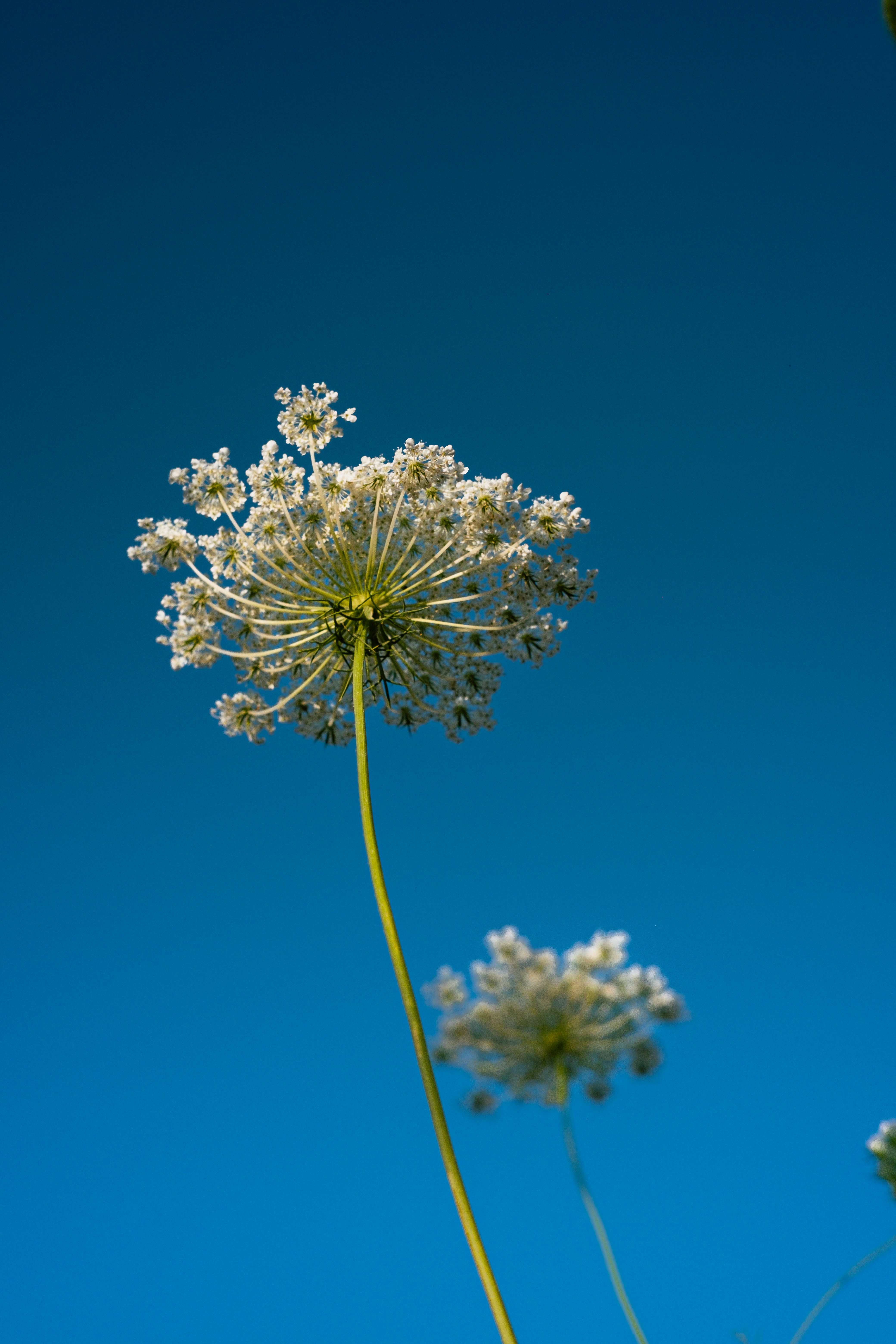 Lone Umbel Reaching Toward a Cerulean Sky