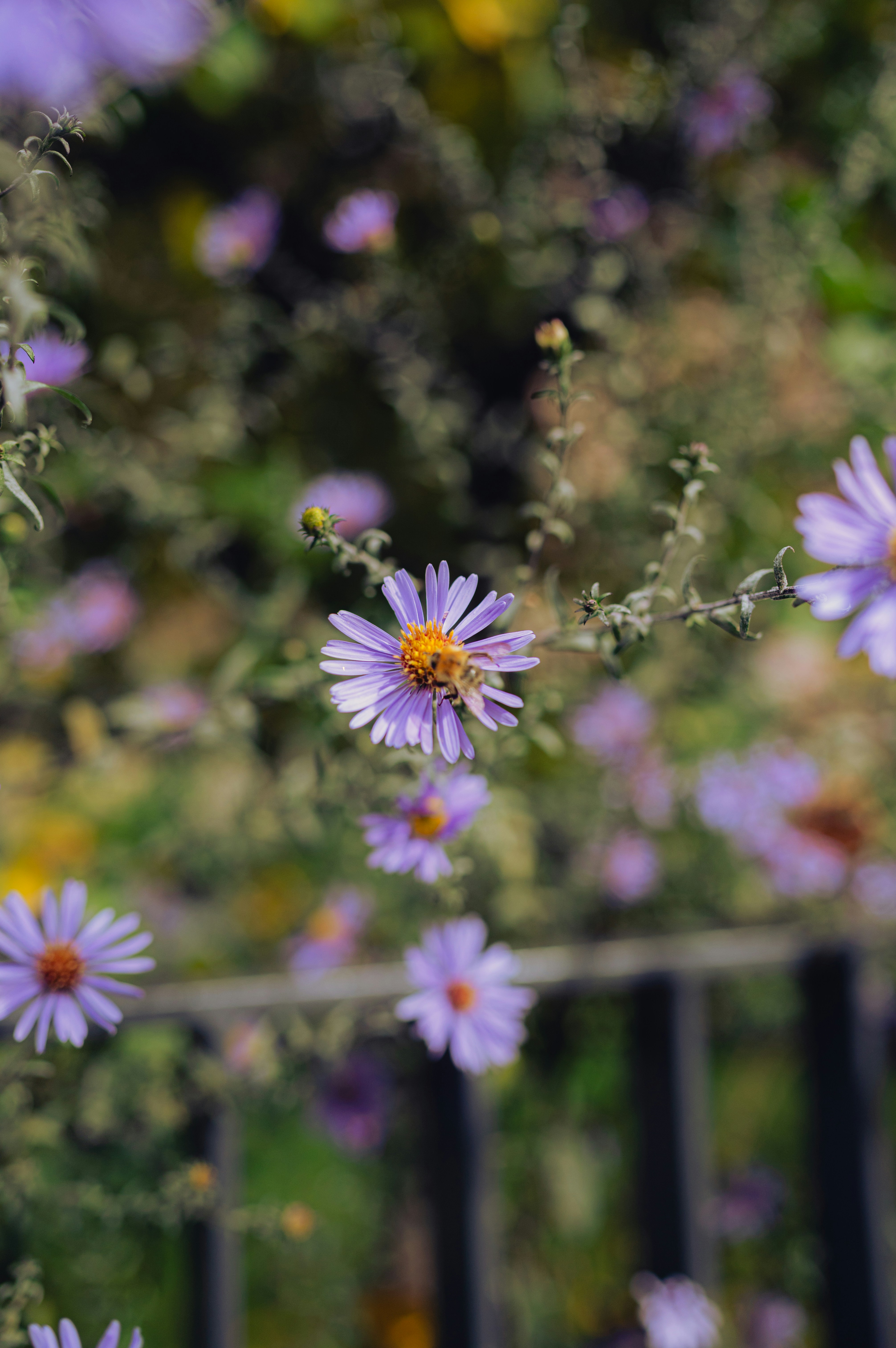 Whispers of Lavender: A Floral Serenade