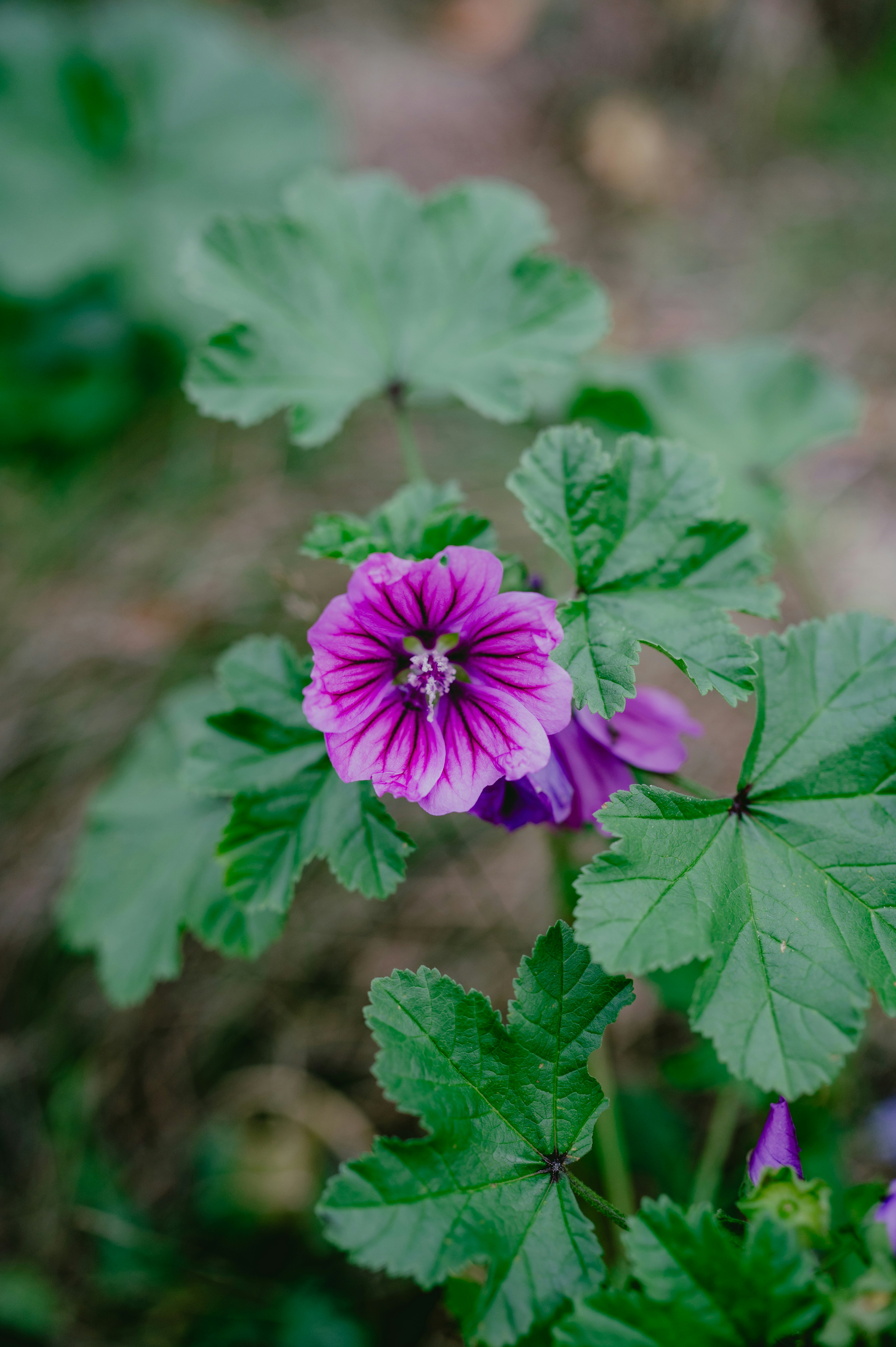 Nature's Palette: The Delicate Dance of Color