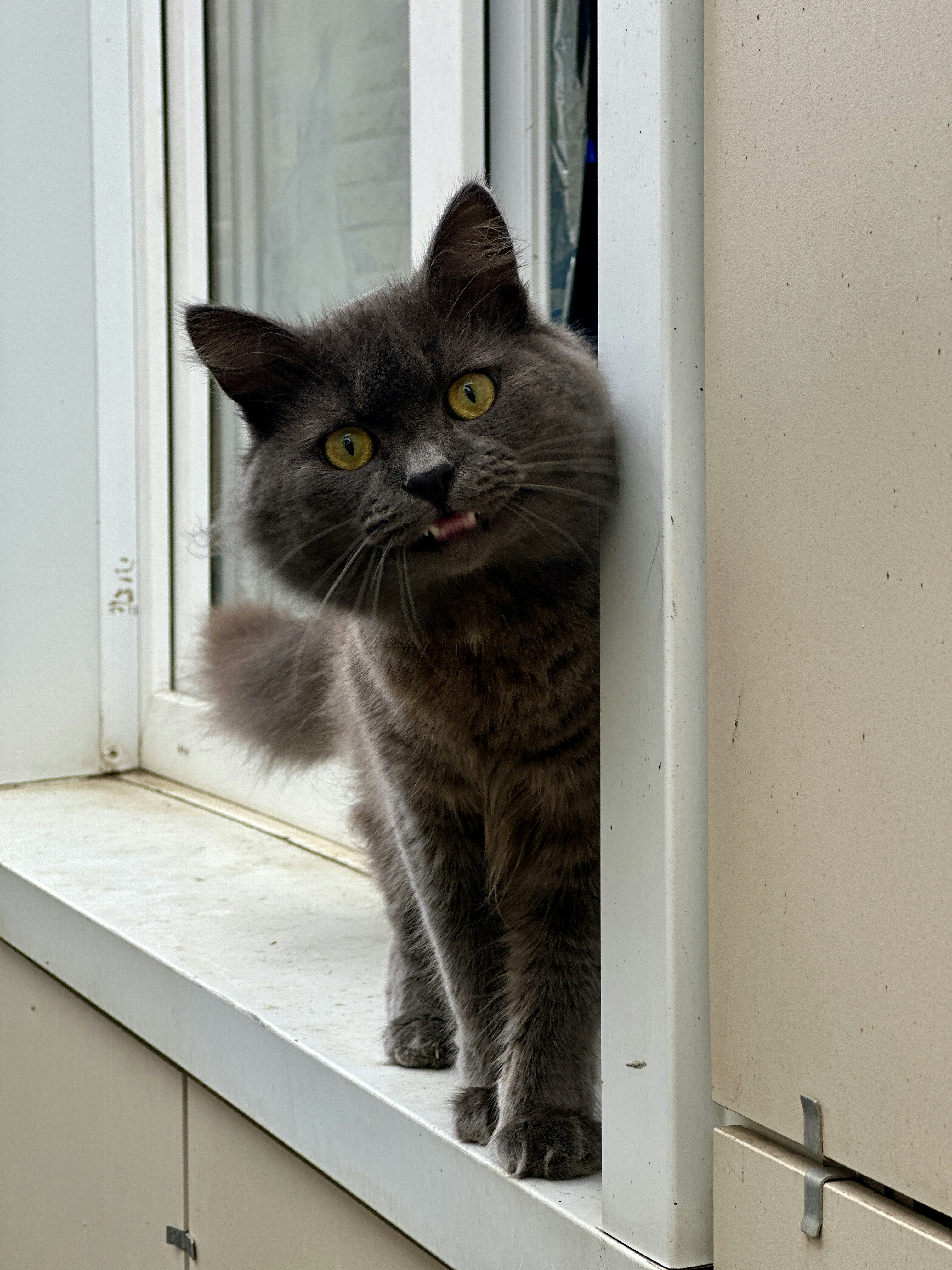 Whiskered Intrigue: A Feline Encounter